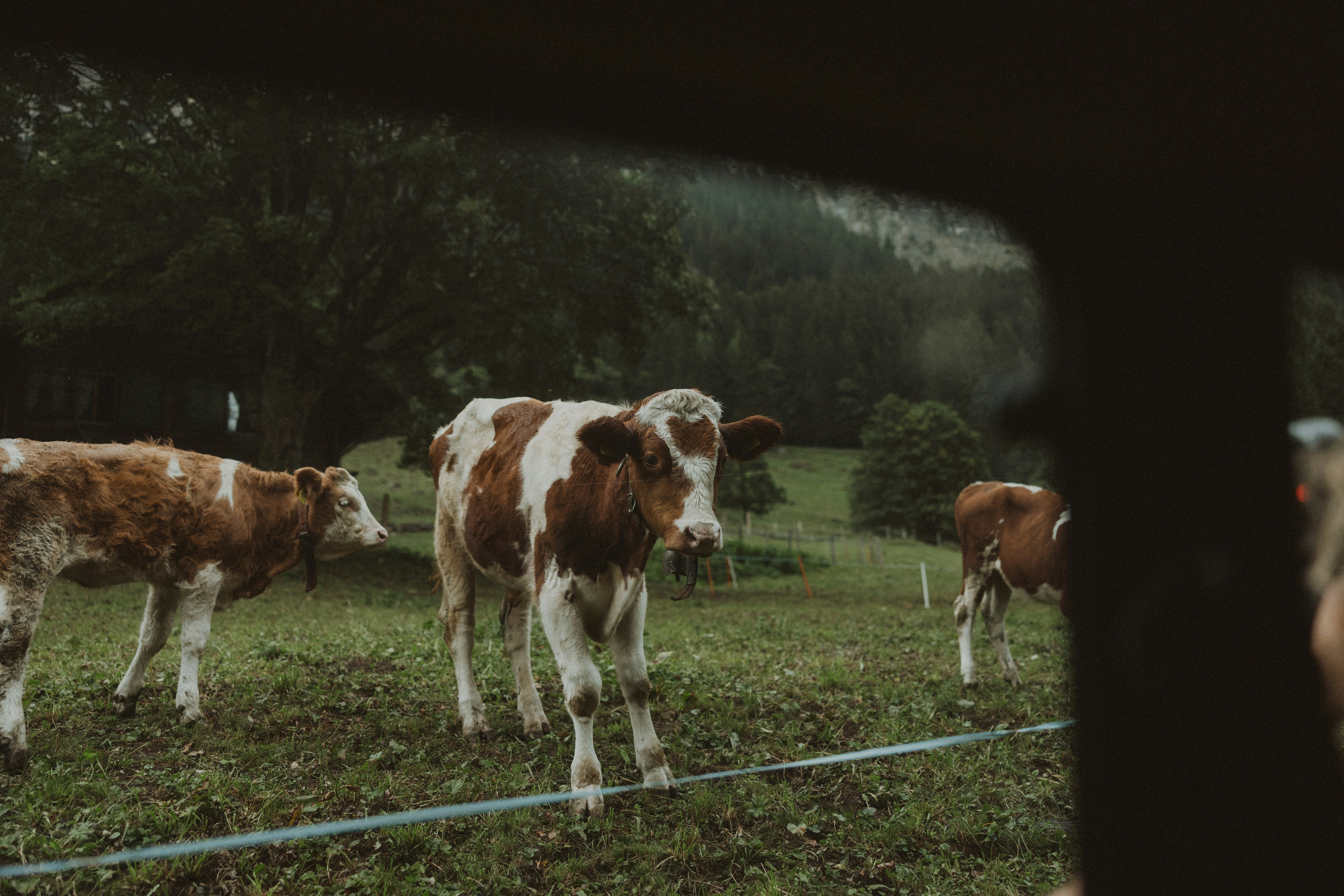 Pasture Inquiry: A Gentle Herd Gathers Beyond the Fence