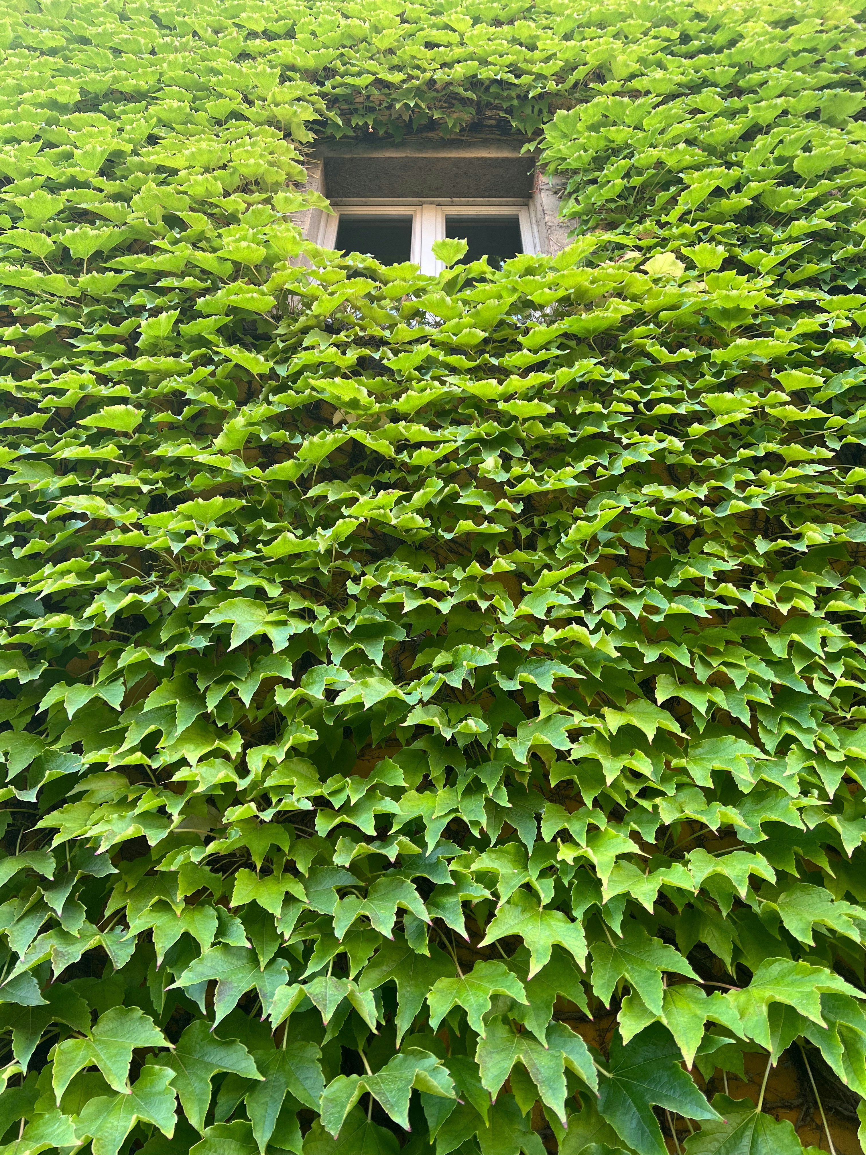 Hidden Window Behind a Green Curtain