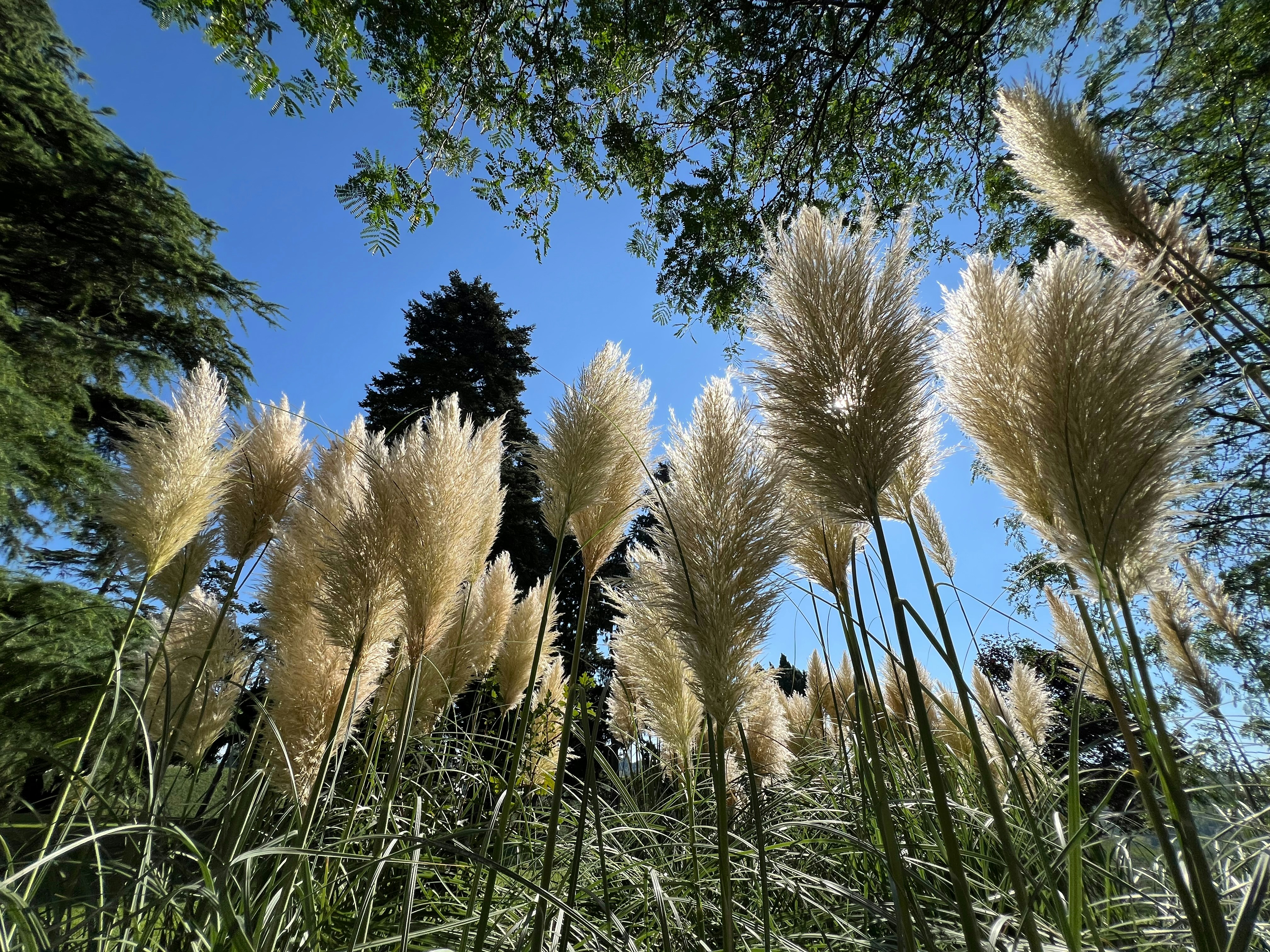The Whispering Plains Under a Blue Sky