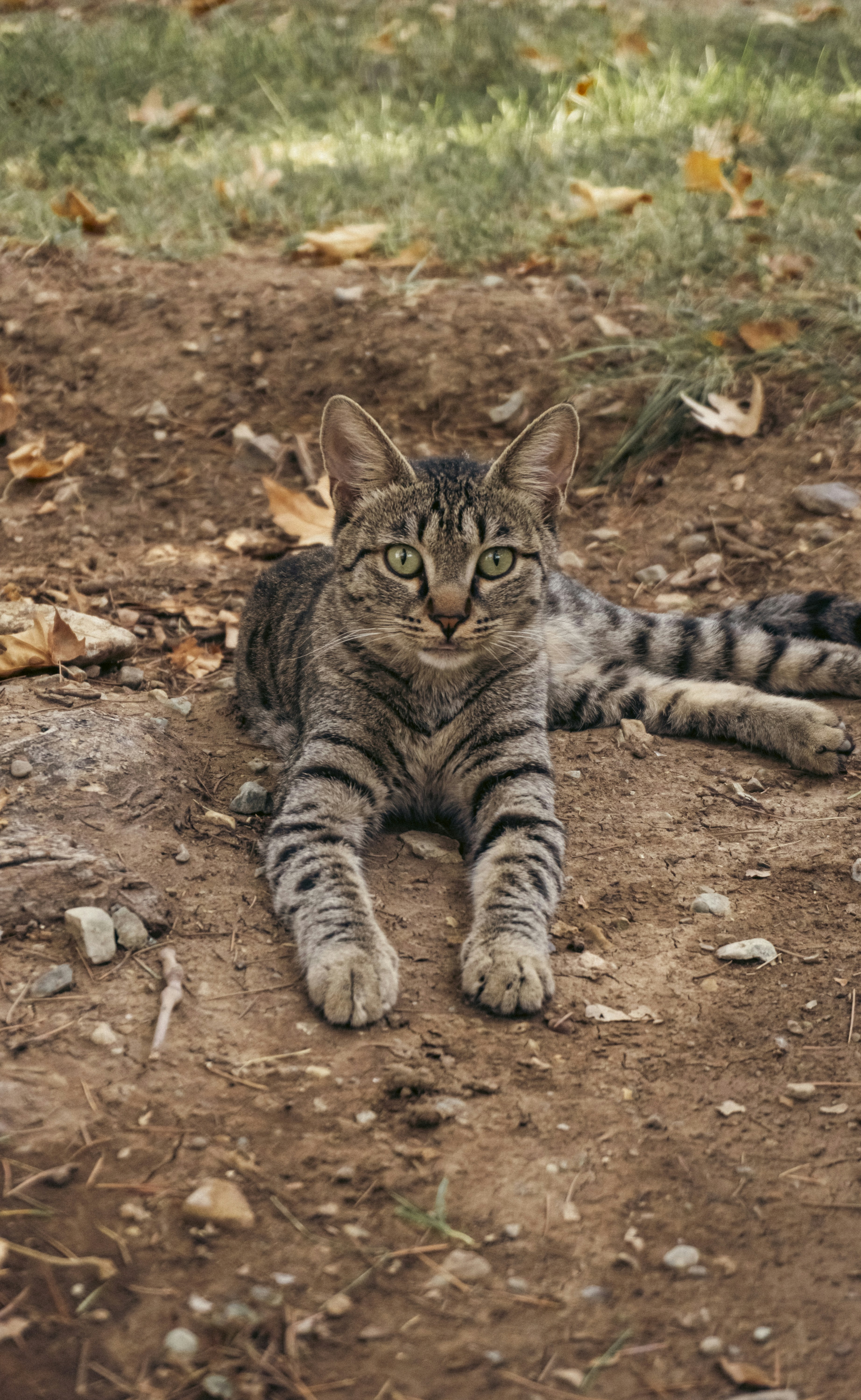 Relaxed Tabby at Dappled Park Edge