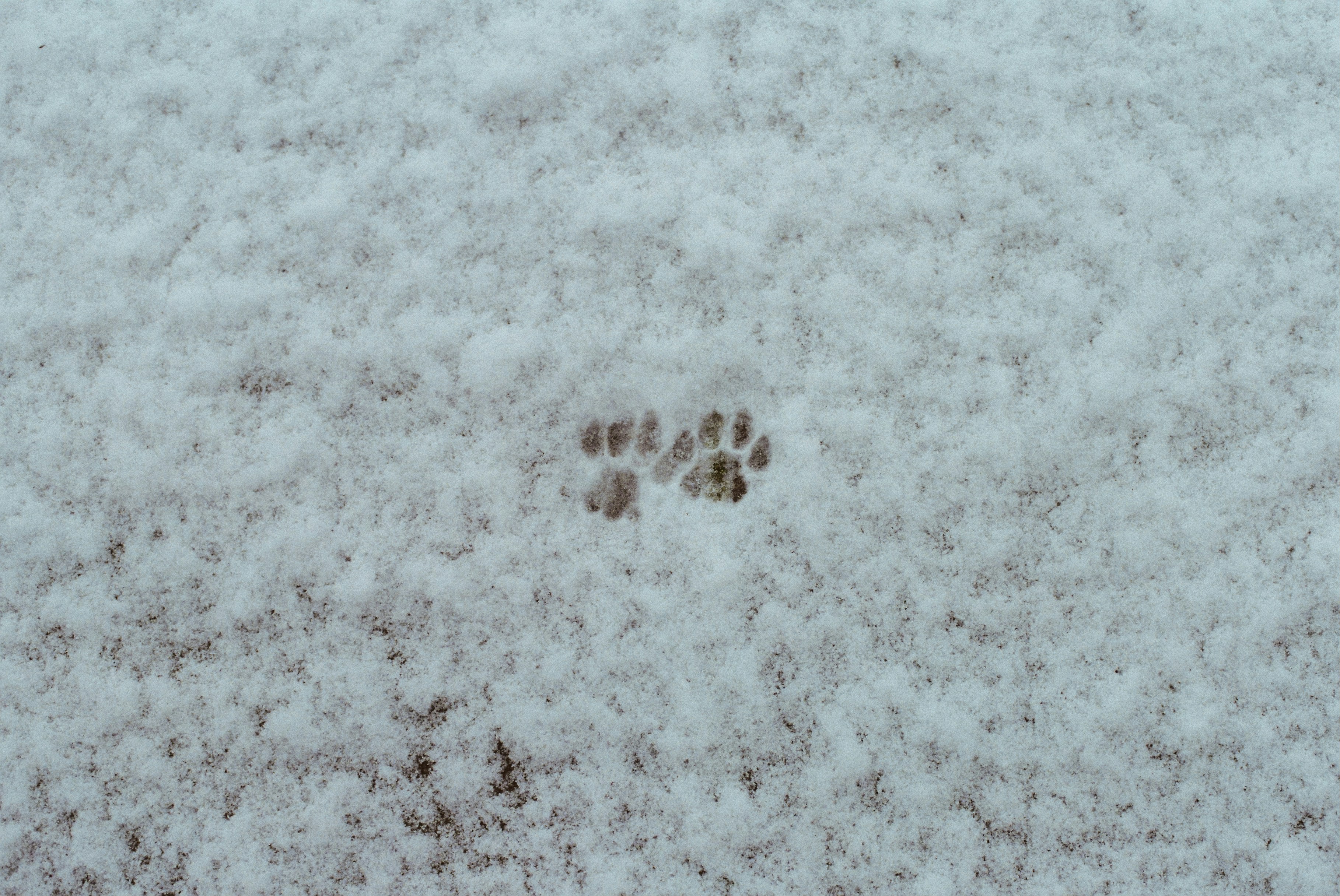 Petite Paw Prints in Winter Canvas