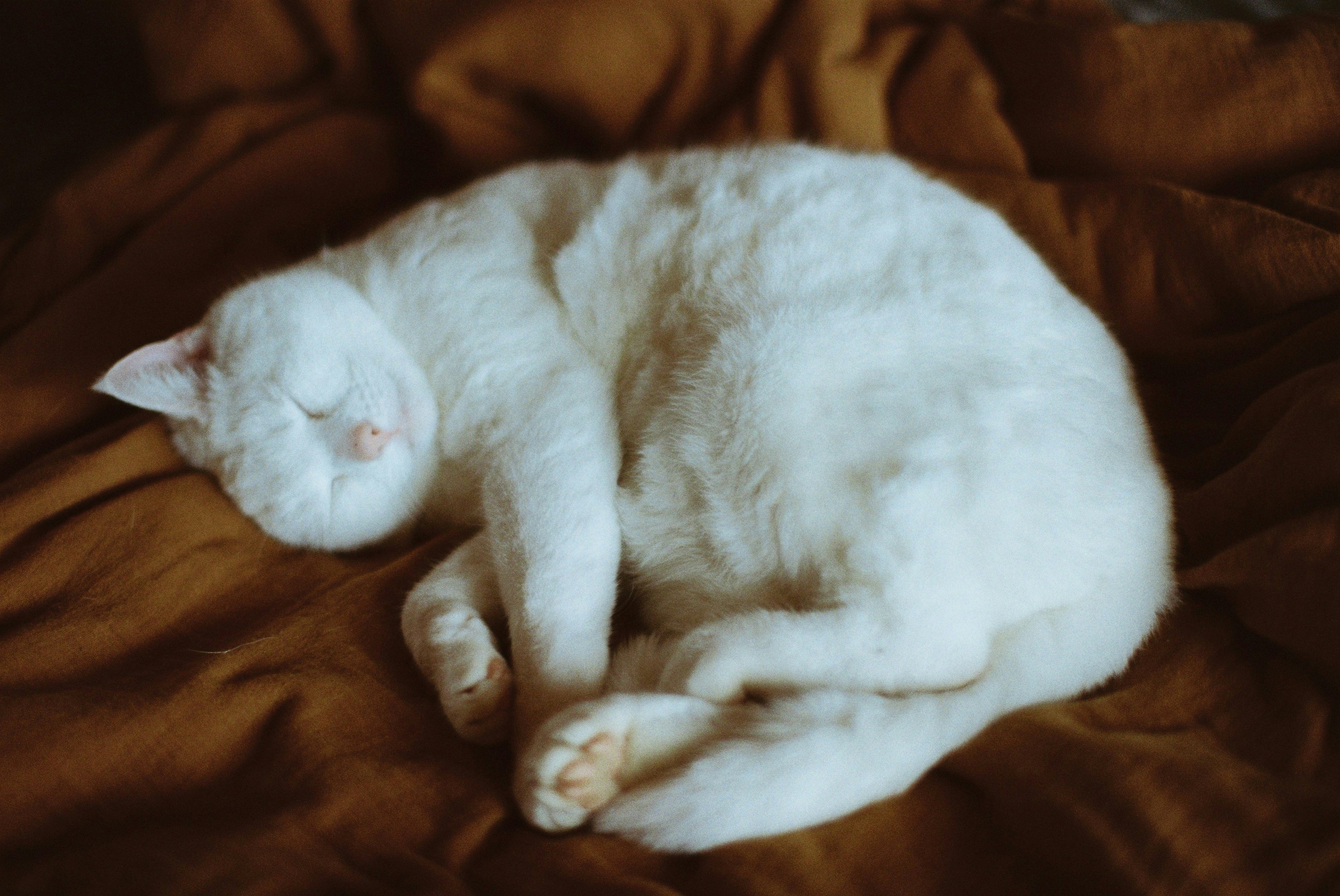 Cozy White Slumber: A Cat Resting on Warm Brown Velvet