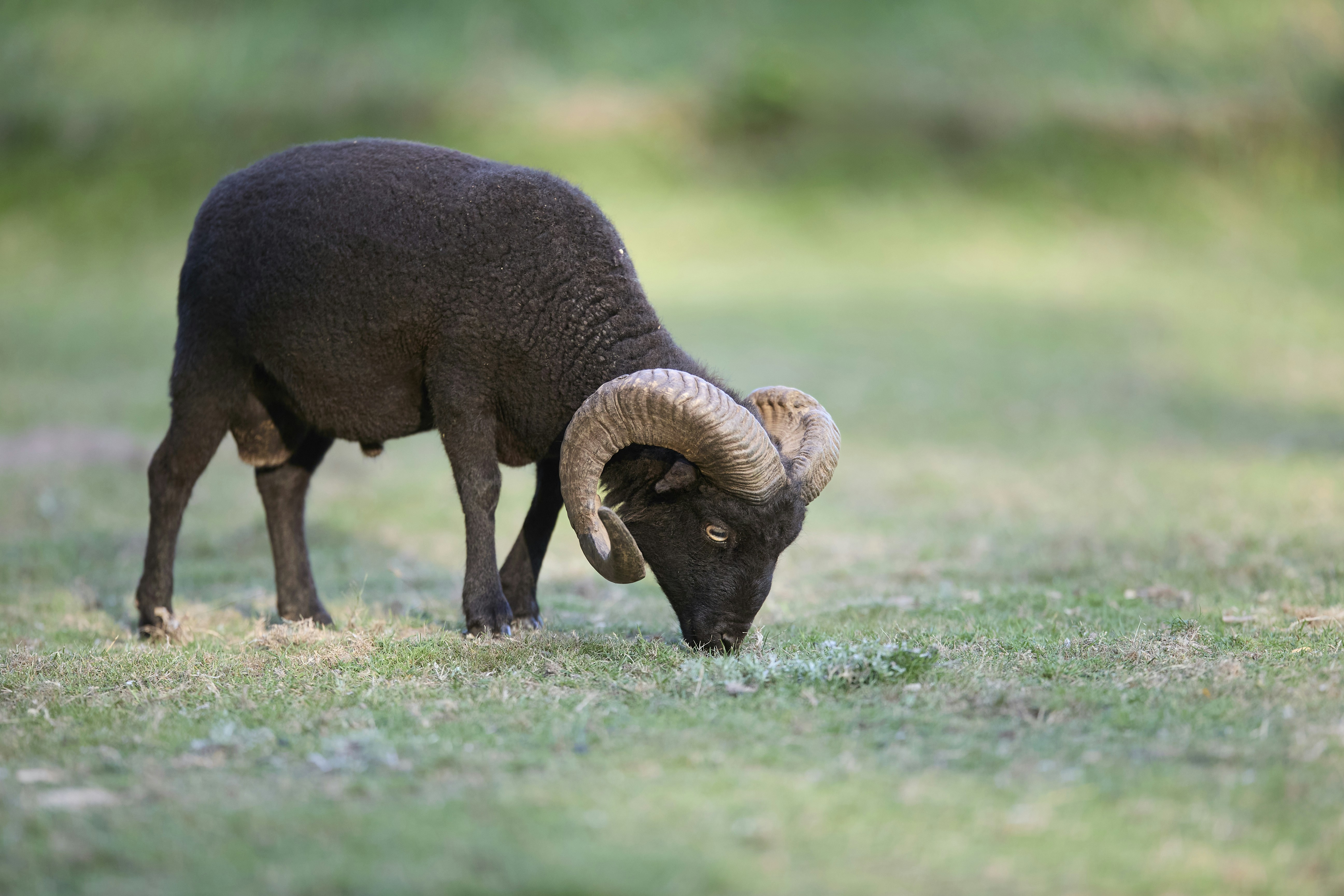Grazing Ram Under Open Pasture Light