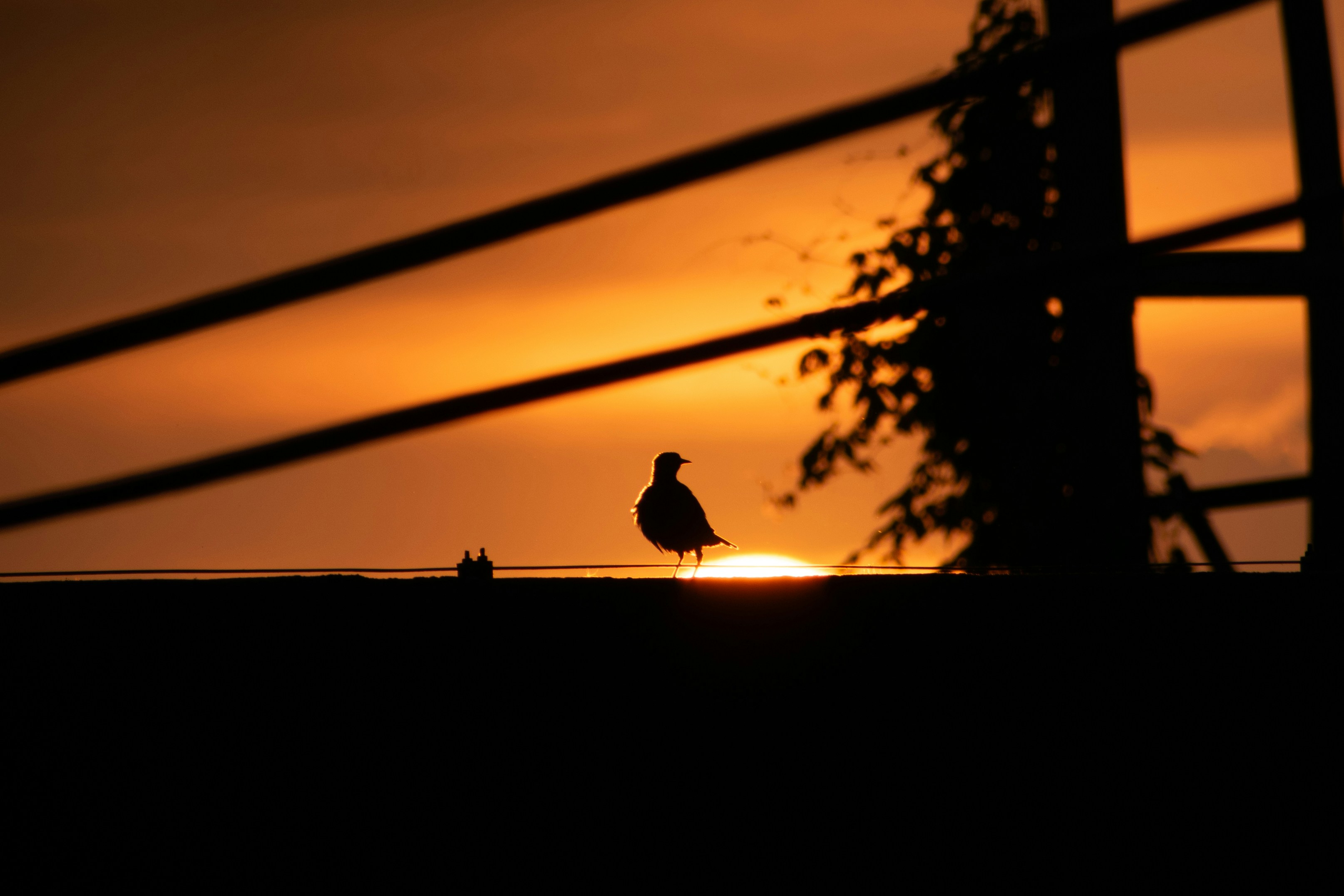 Silhouette at Sunset: A lone bird on the horizon