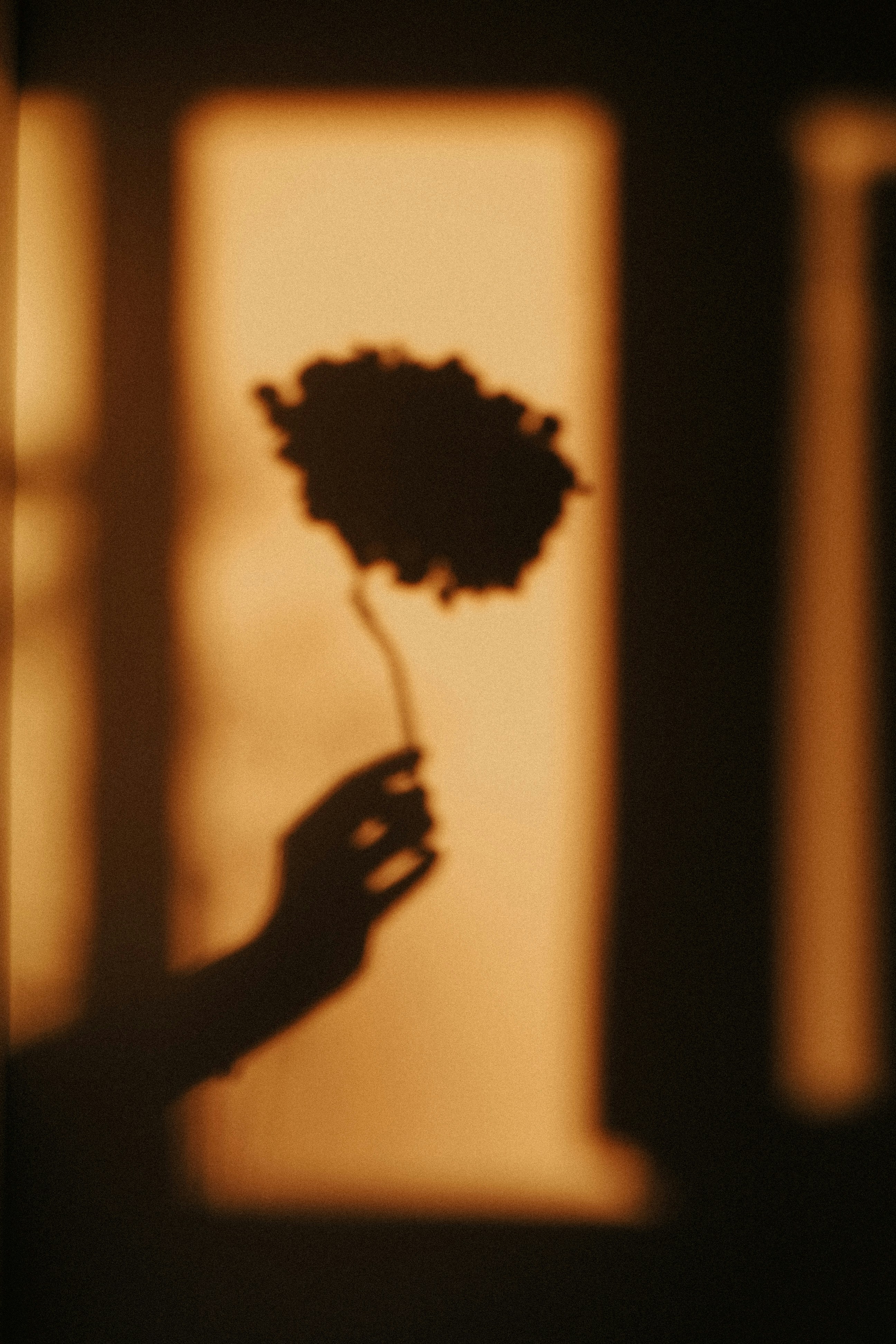 Silhouette of a Hand Reaching for a Flower at Golden Hour