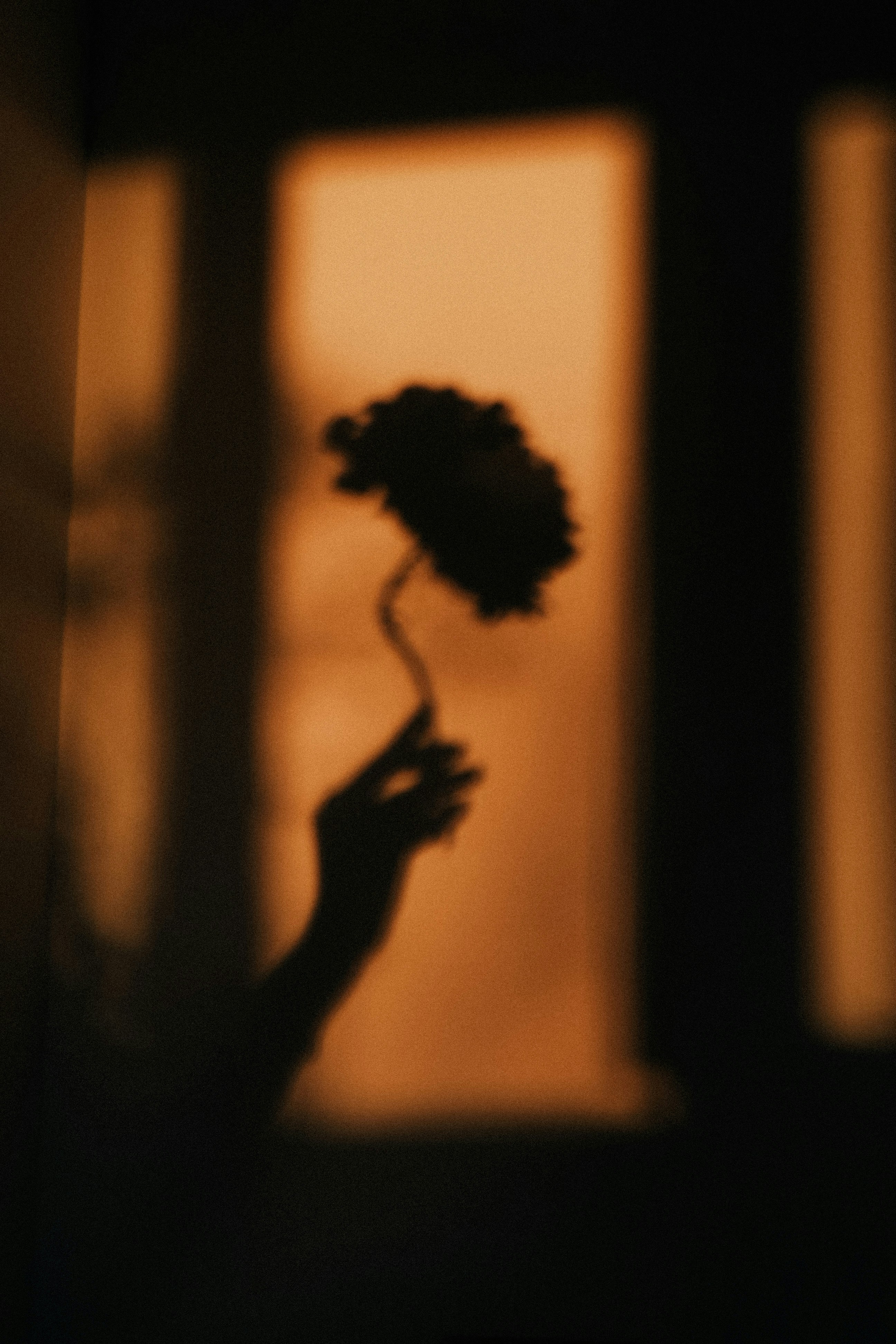 Shadowed Bloom: A Silhouette Reaches through Window Light