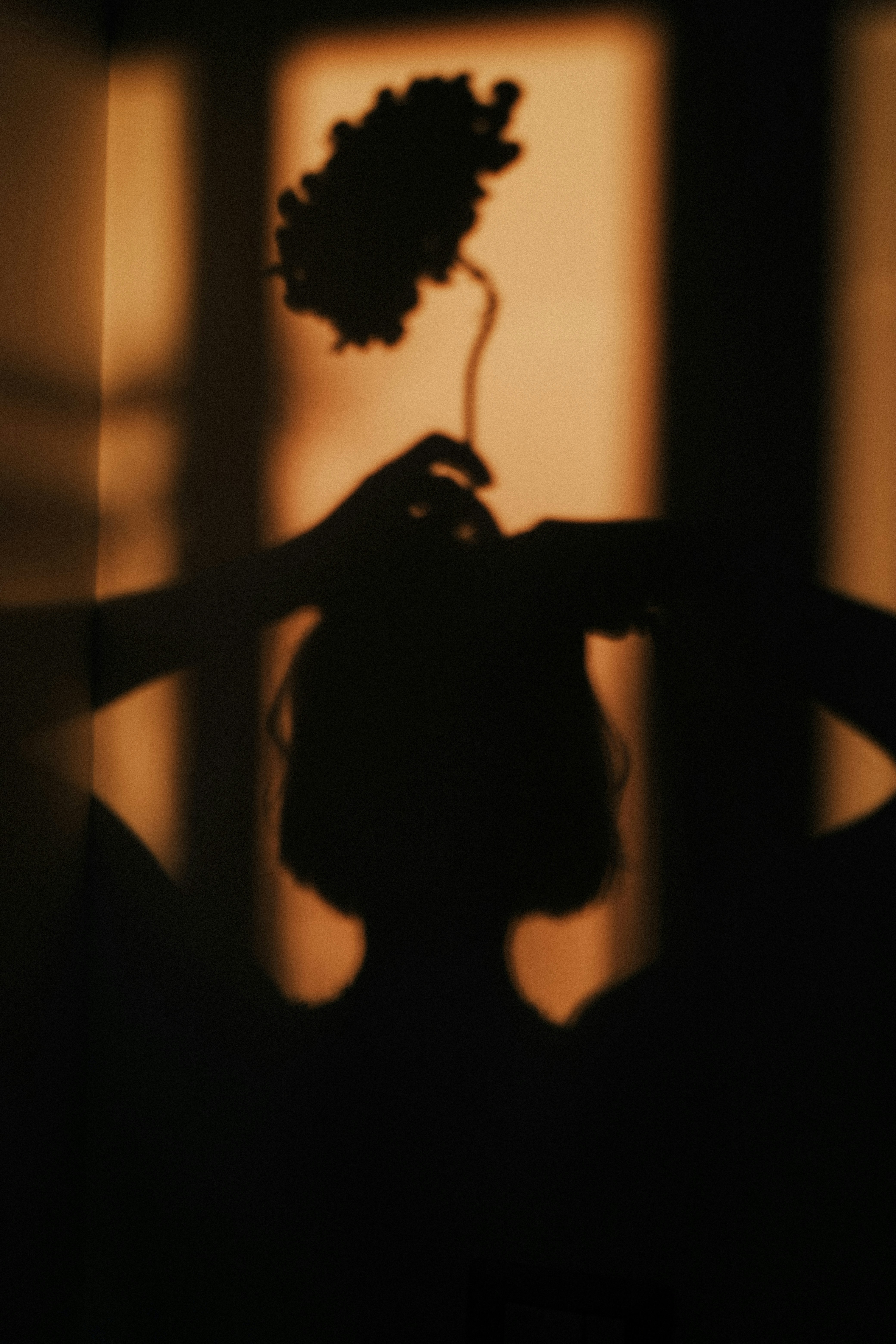 Backlit Shadow: A Silhouette of Graceful Poise