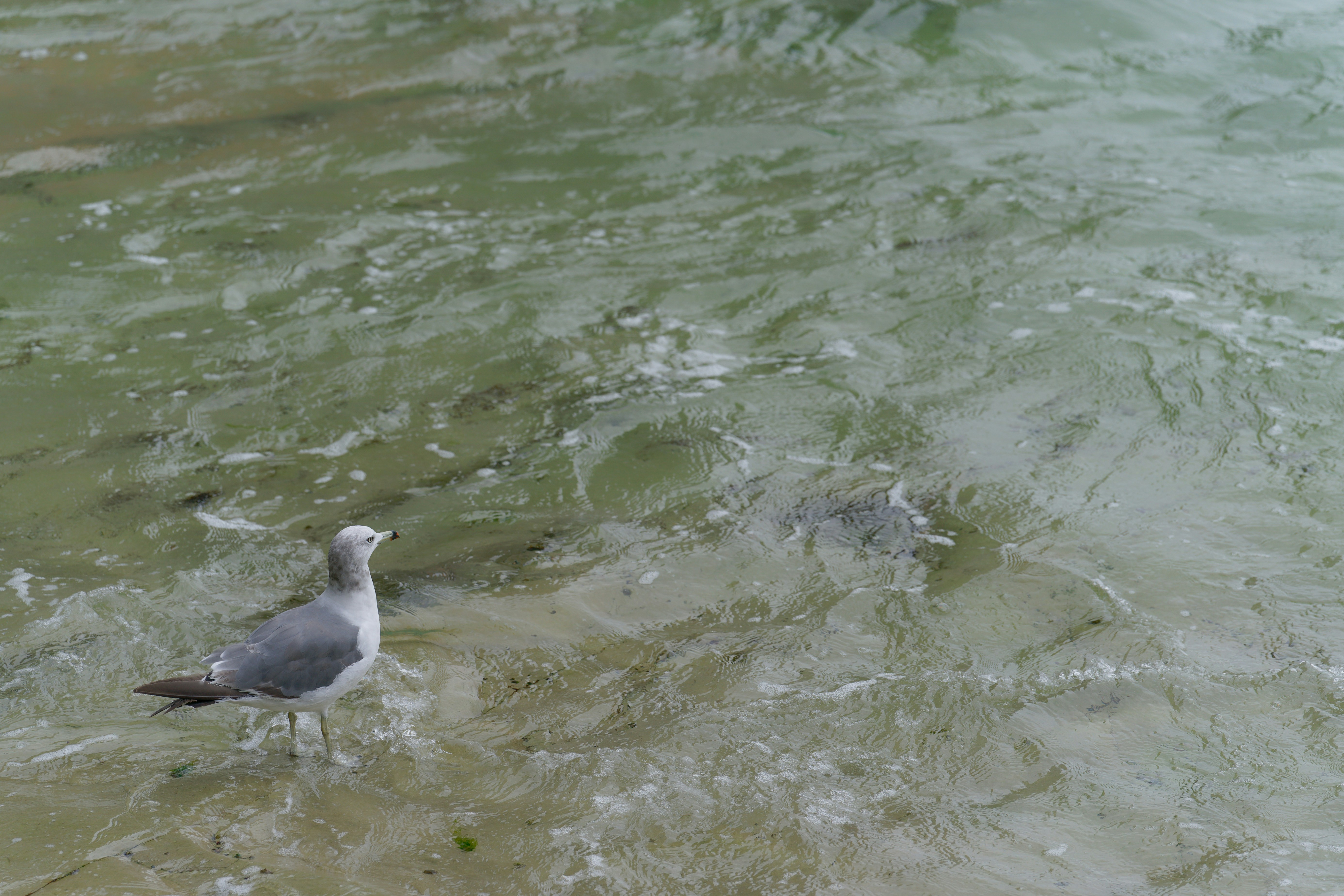 Seagull at the Edge: A Quiet Shoreline Moment