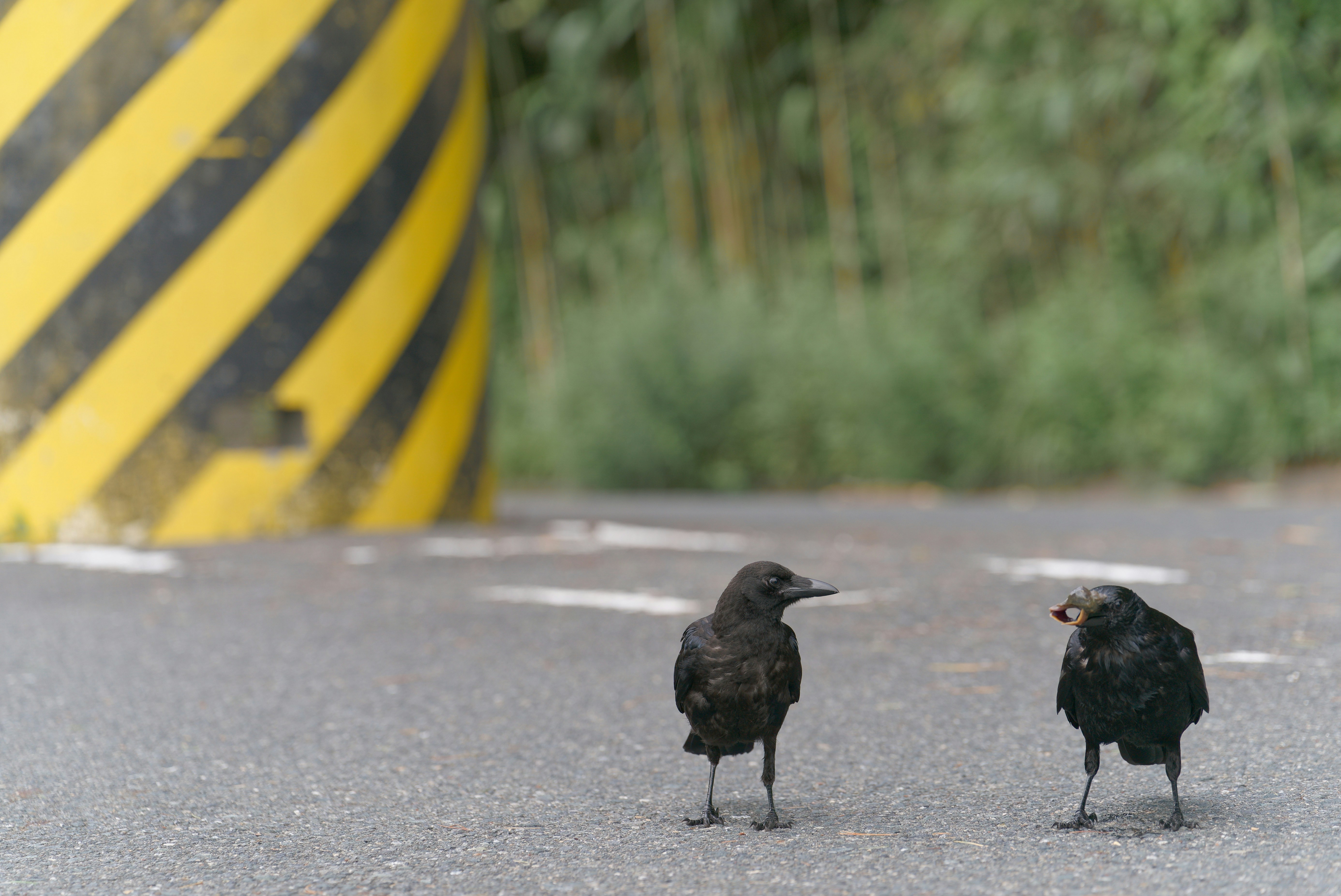 Dark-feathered Curious: Two Crows Confront the Yellow-Striped Obelisk