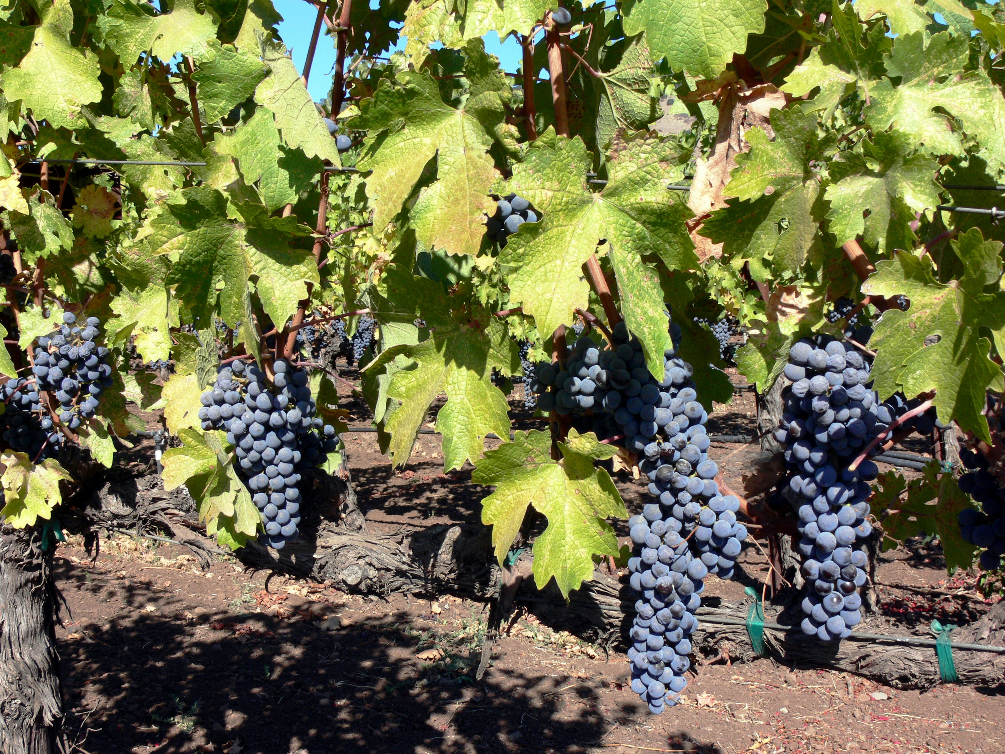 Ripe Clusters in Sunlit Vineyard Rows