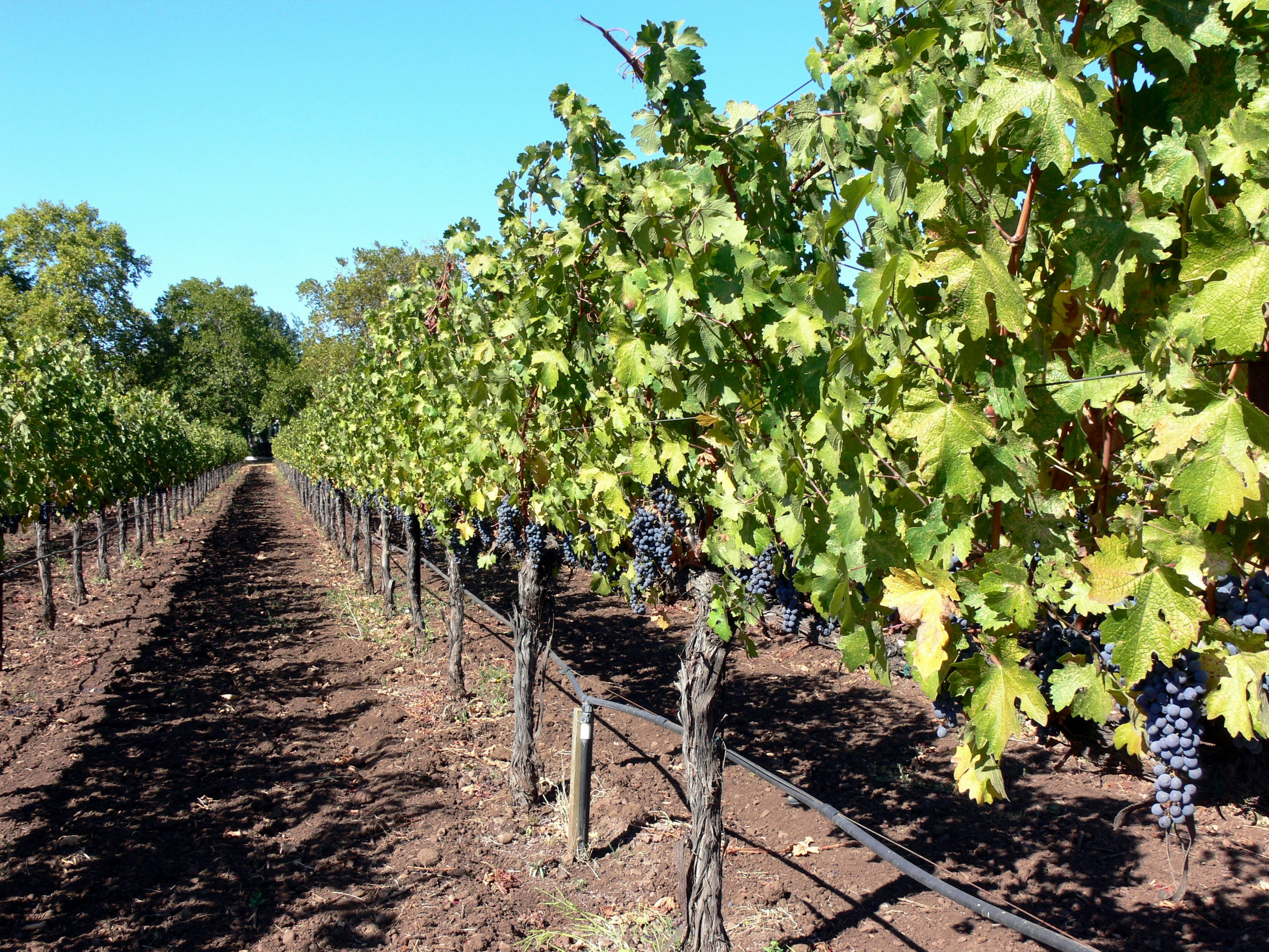 Rows of Grapevines Reaching Toward a Bright Blue Sky