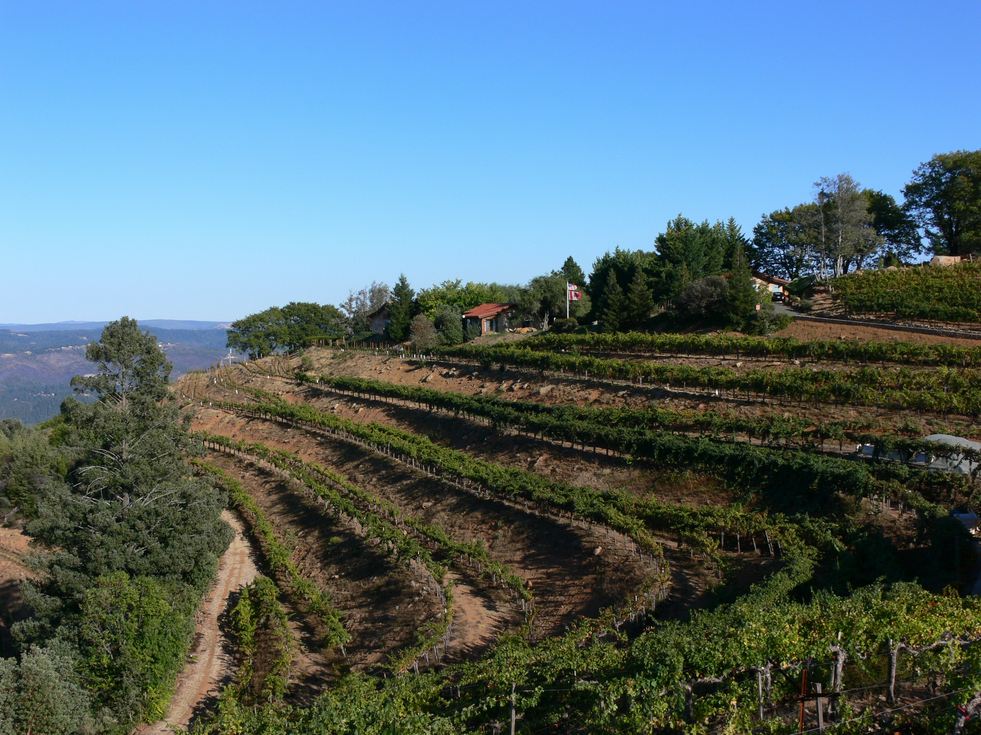 Terraced hillside vineyard under a clear blue sky
