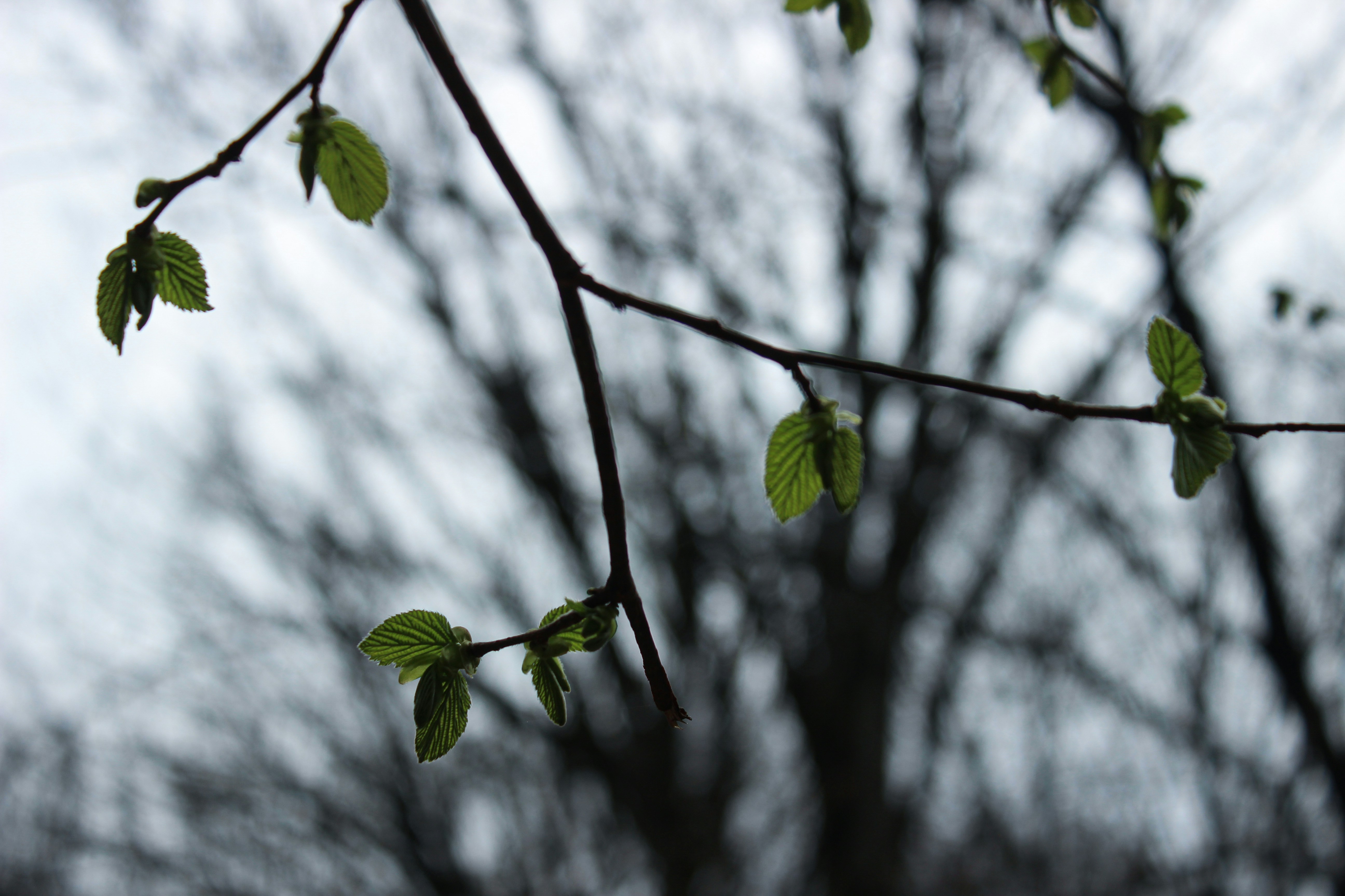 Tender Sprouts on a Bare Branch Against a Blurred Winter Backdrop