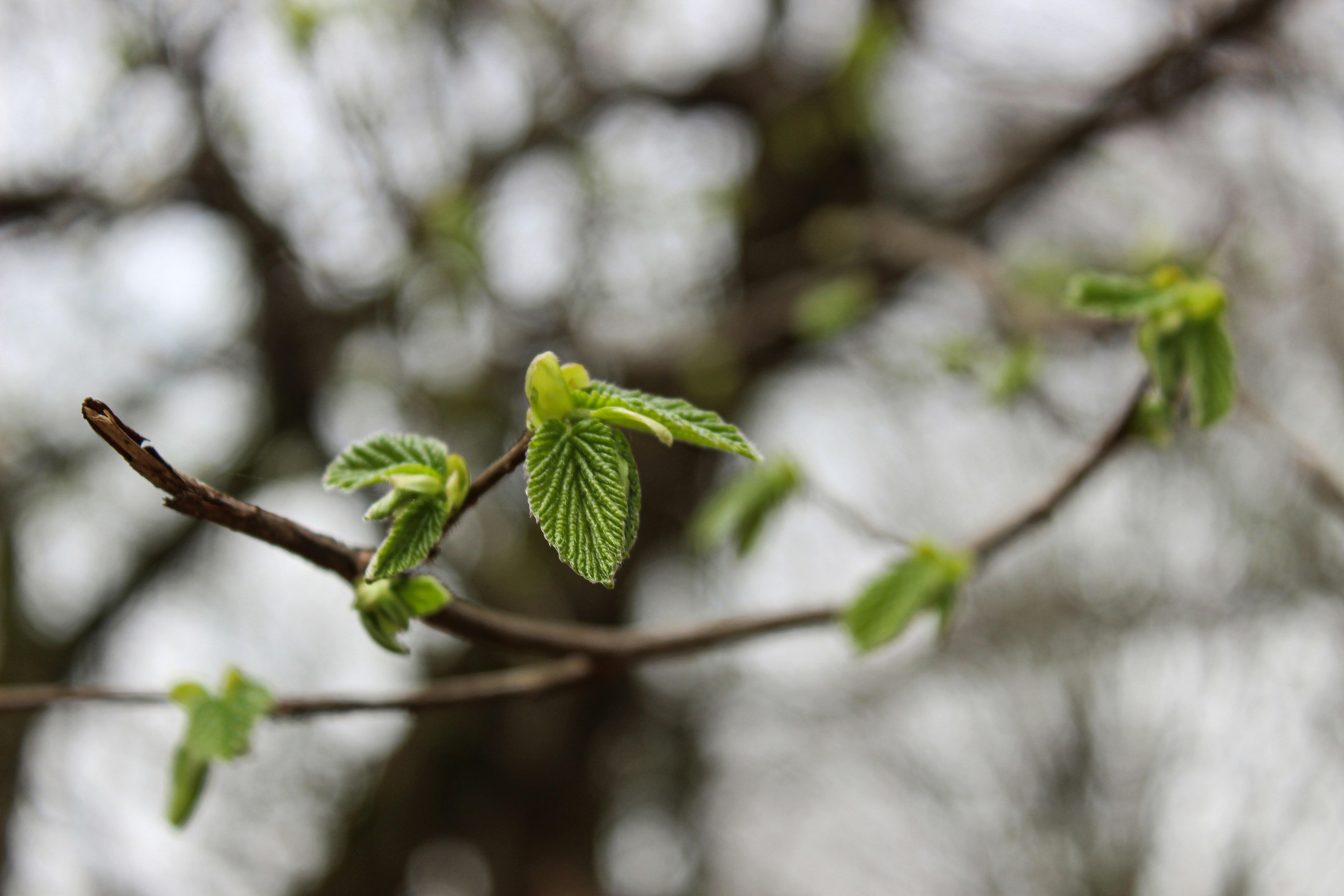 Emerging Green on a Quiet Branch