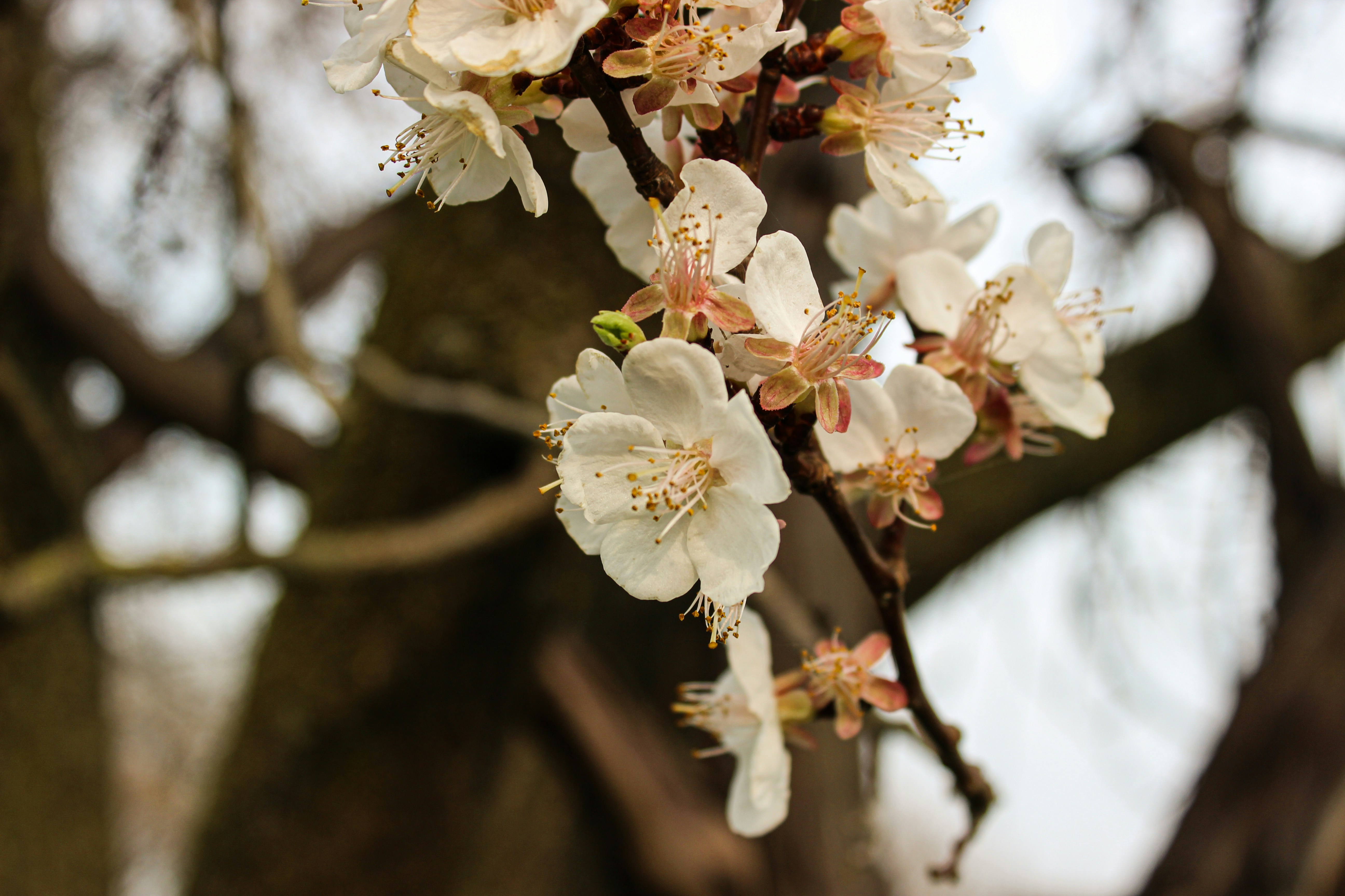 Blossoms in Focus: Delicate White Flowers on a Quiet Branch