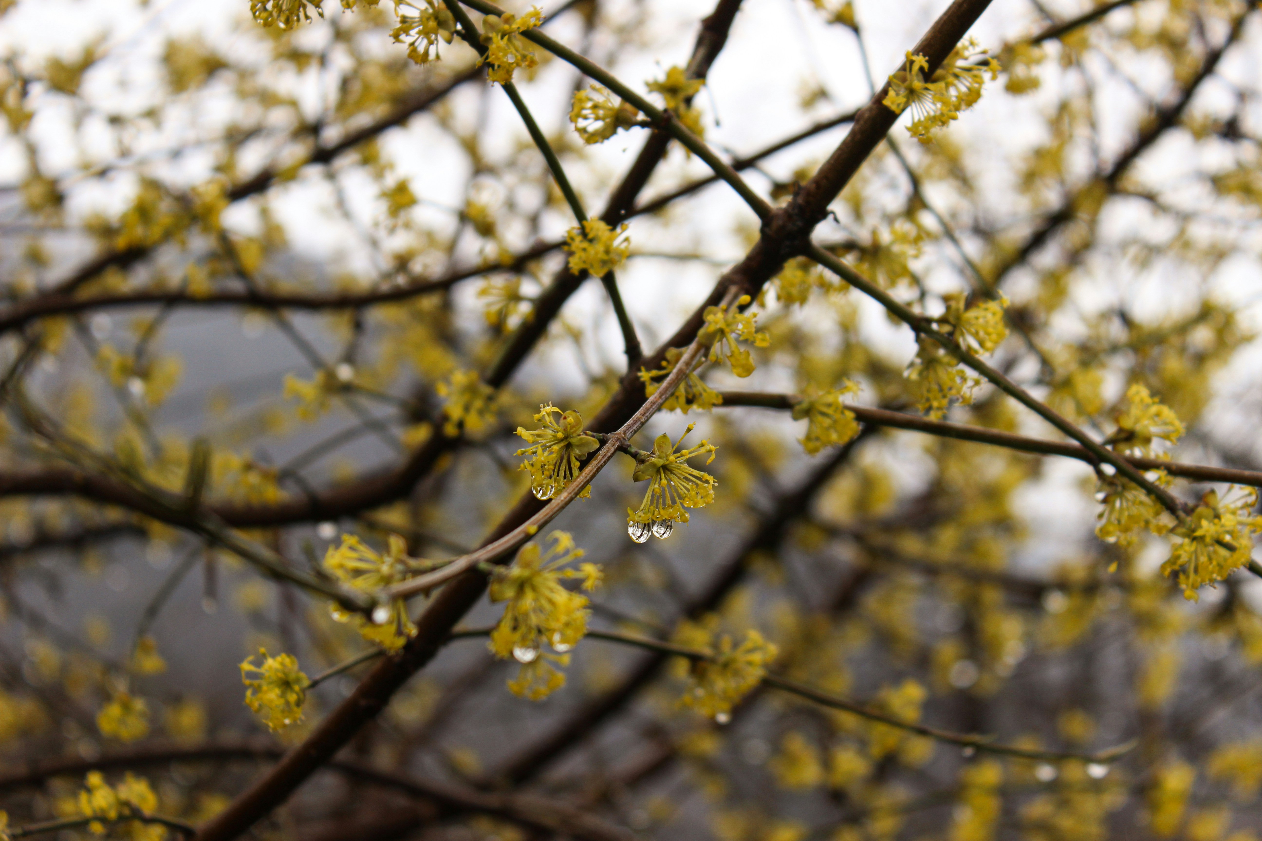 Yellow blossoms in a tangle of twigs