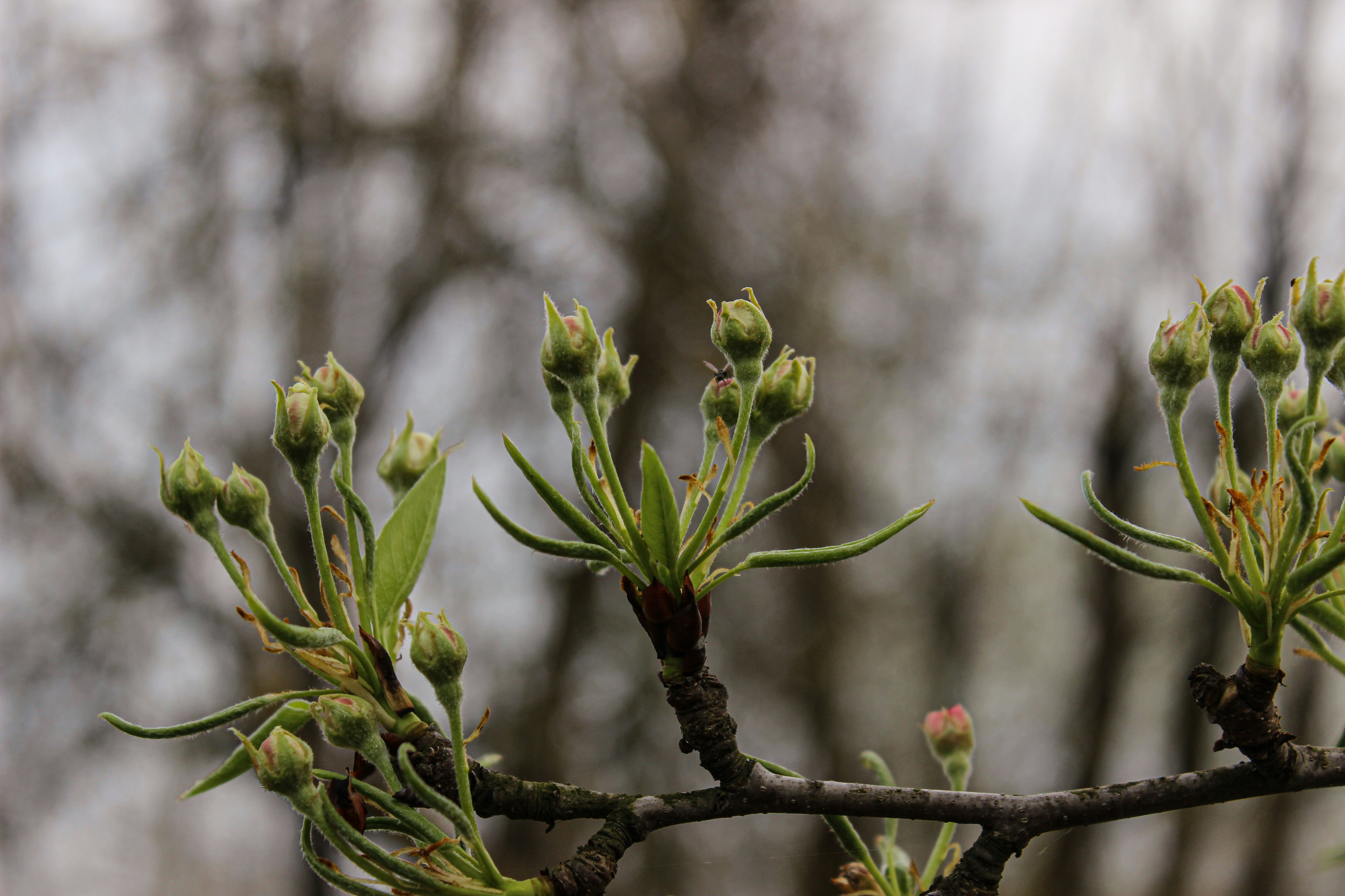 Tender new growth on a bare branch against a muted backdrop
