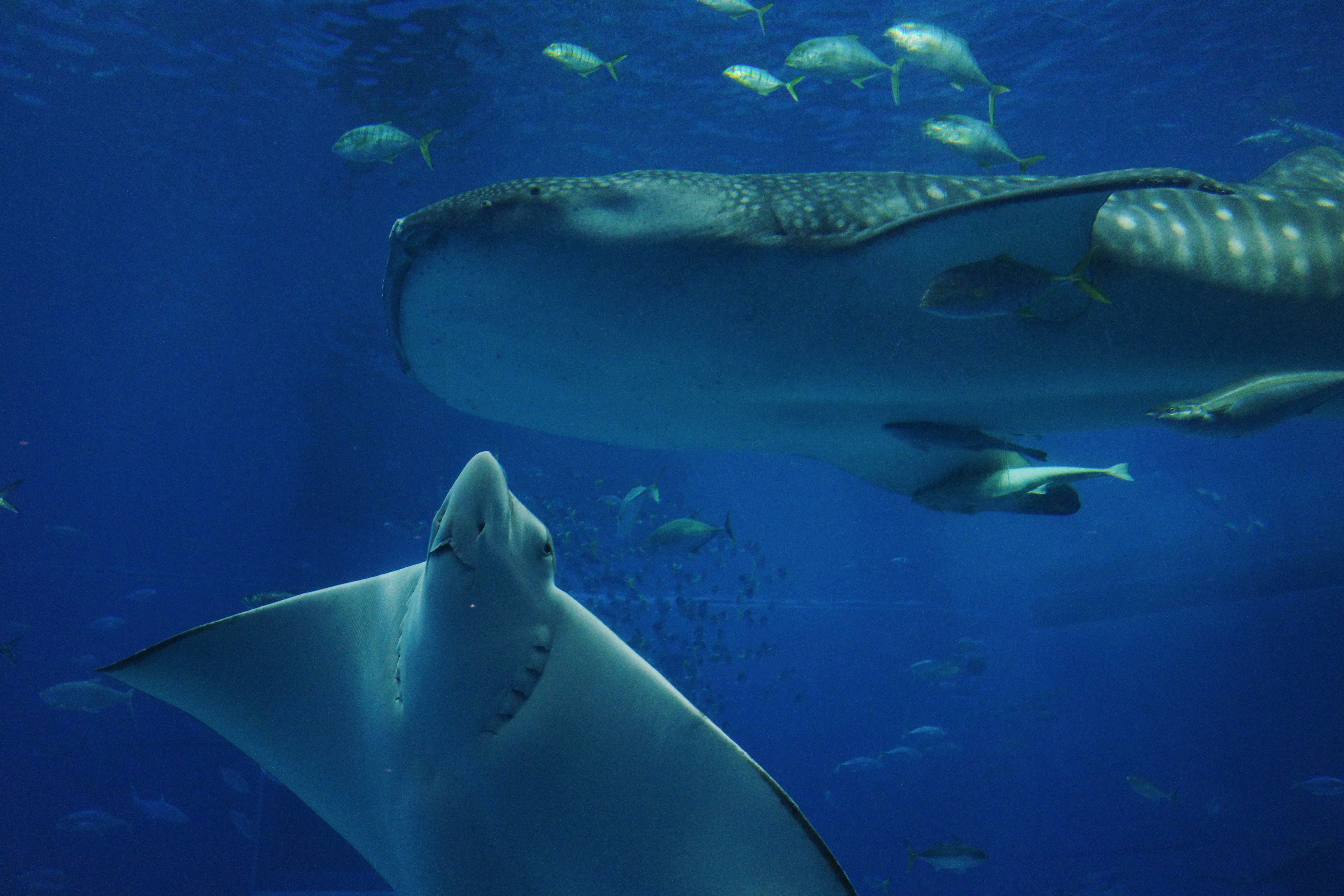 Underwater Encounter: Giant Manta Looms Over a Curious Ray