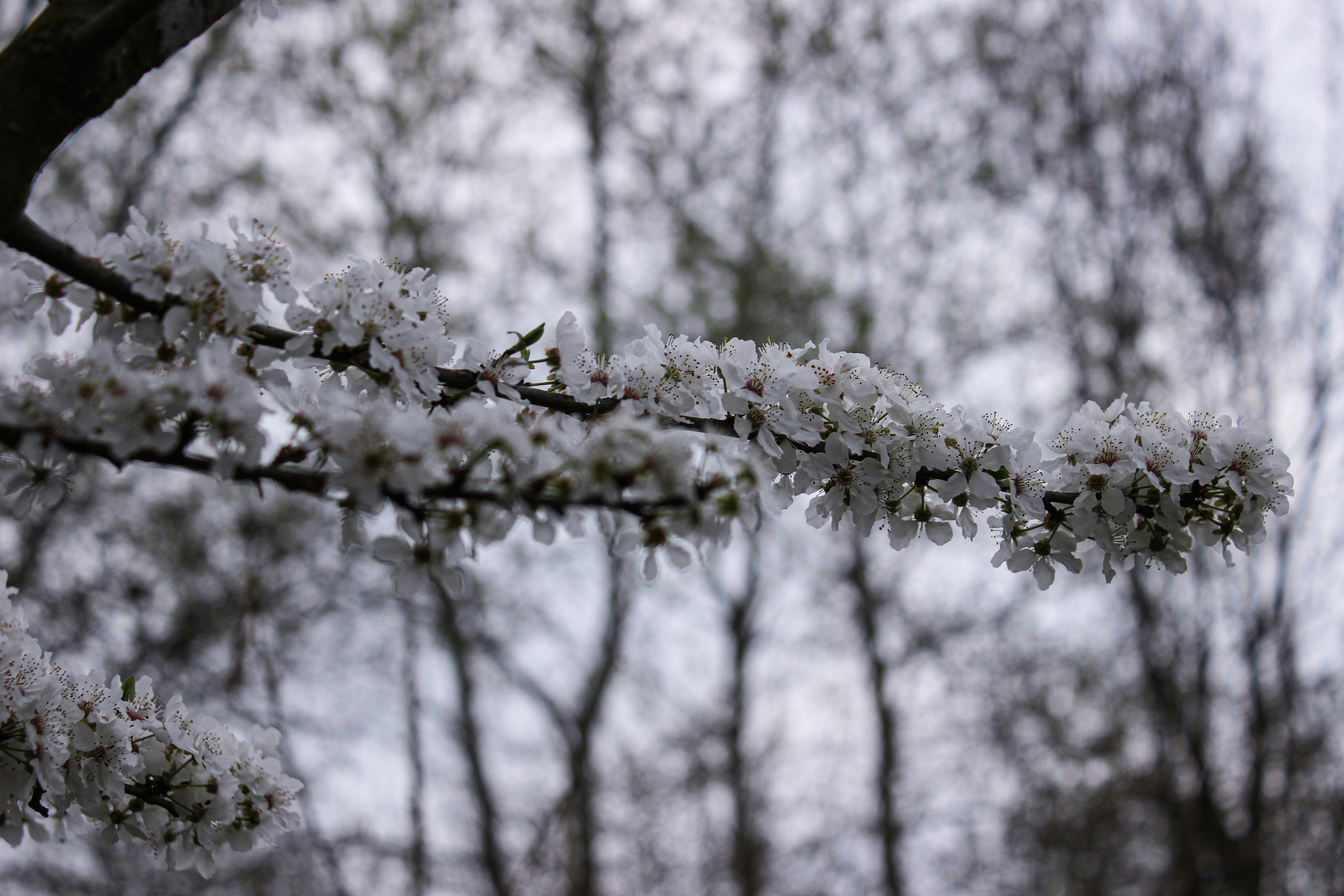 Blossoms on a Winter Branch