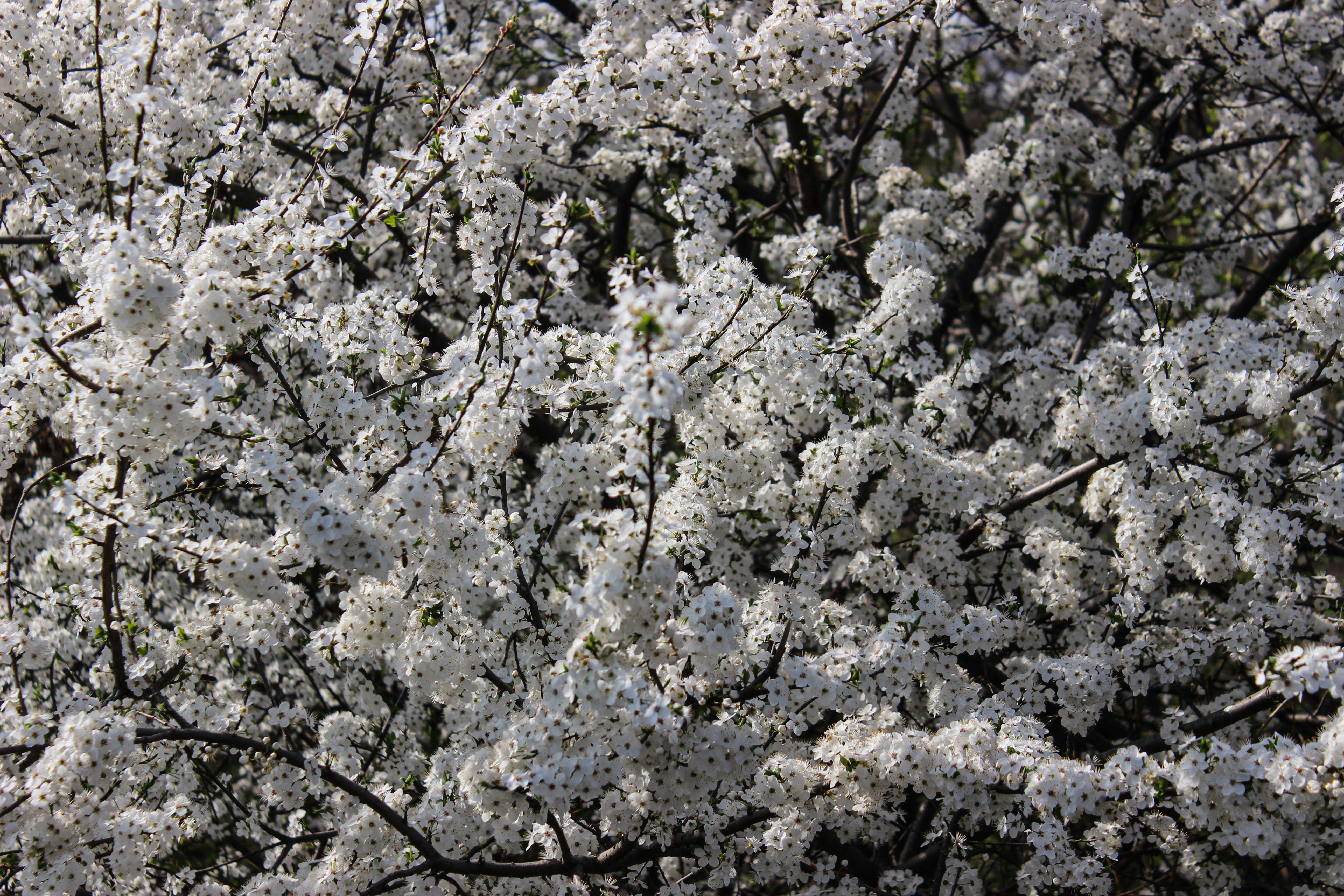 Cascade of Snowy Blossoms: A Dense Bloom Corridor