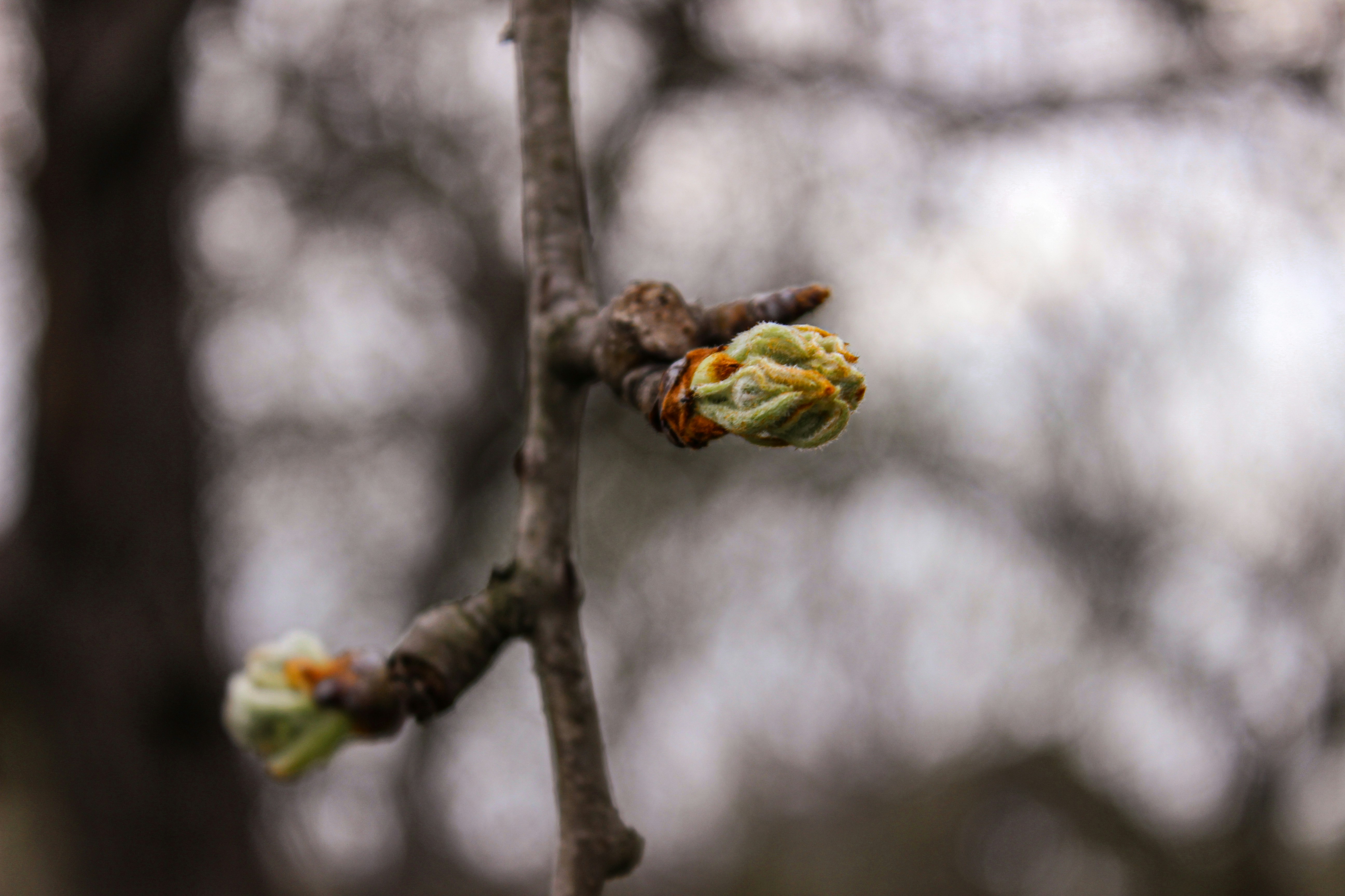 Close-up of a budding branch with soft, blurred background, highlighting the tender floral growth. This is a natural macro-like study of a plant bud.