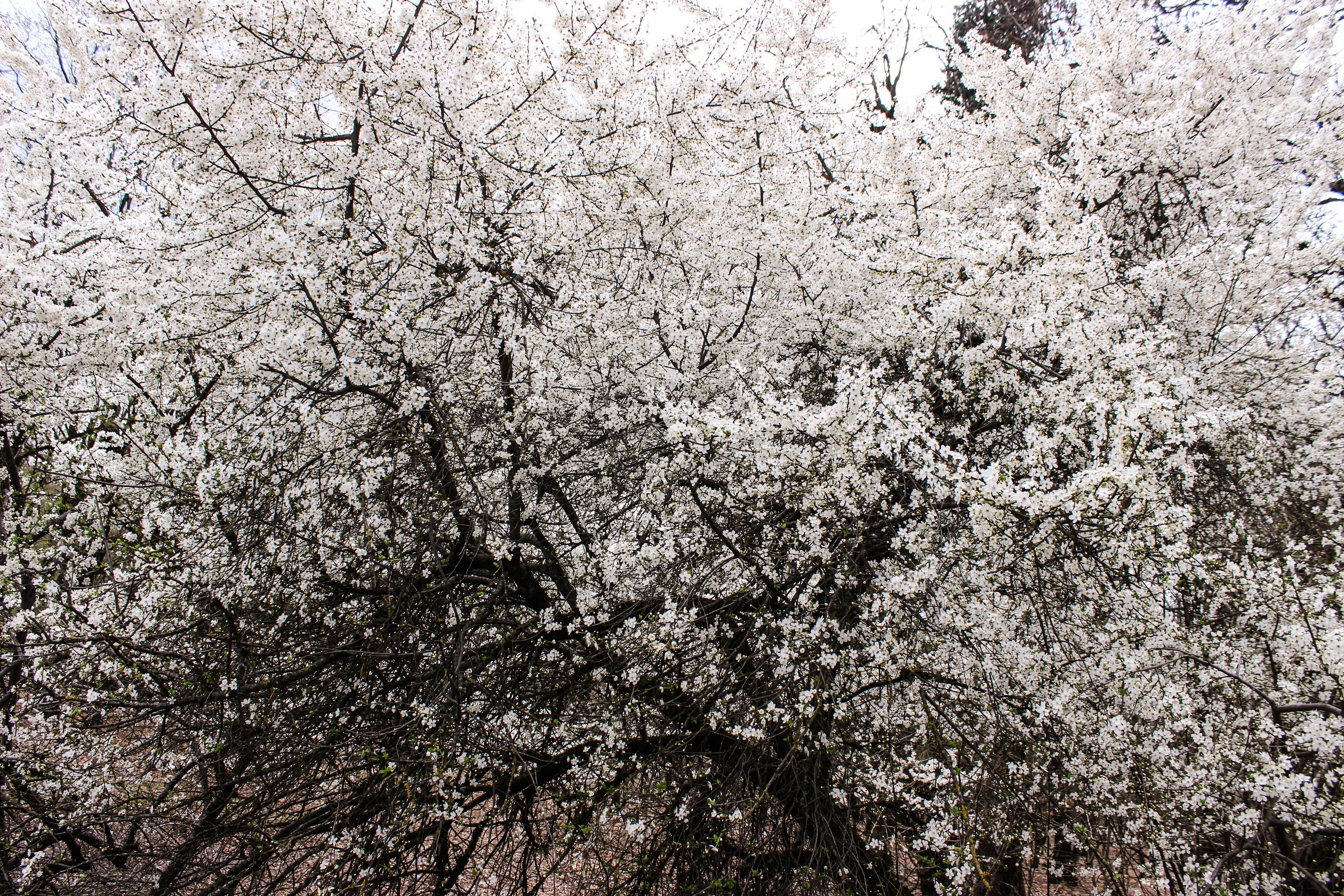 Blossoming Canopy: A Sea of White Amid Branches