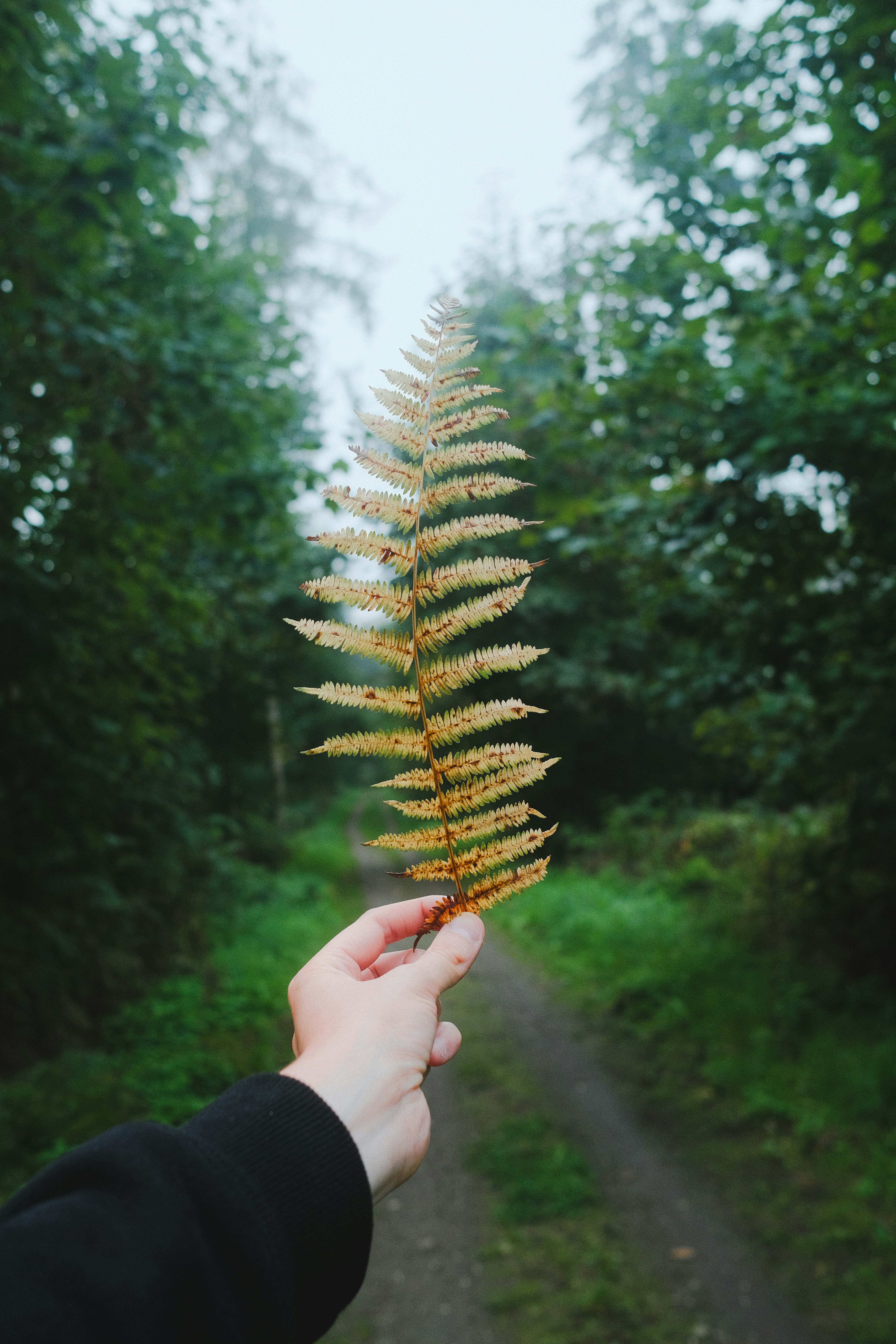 Forest Luminance: a Handful of Fern in Focus