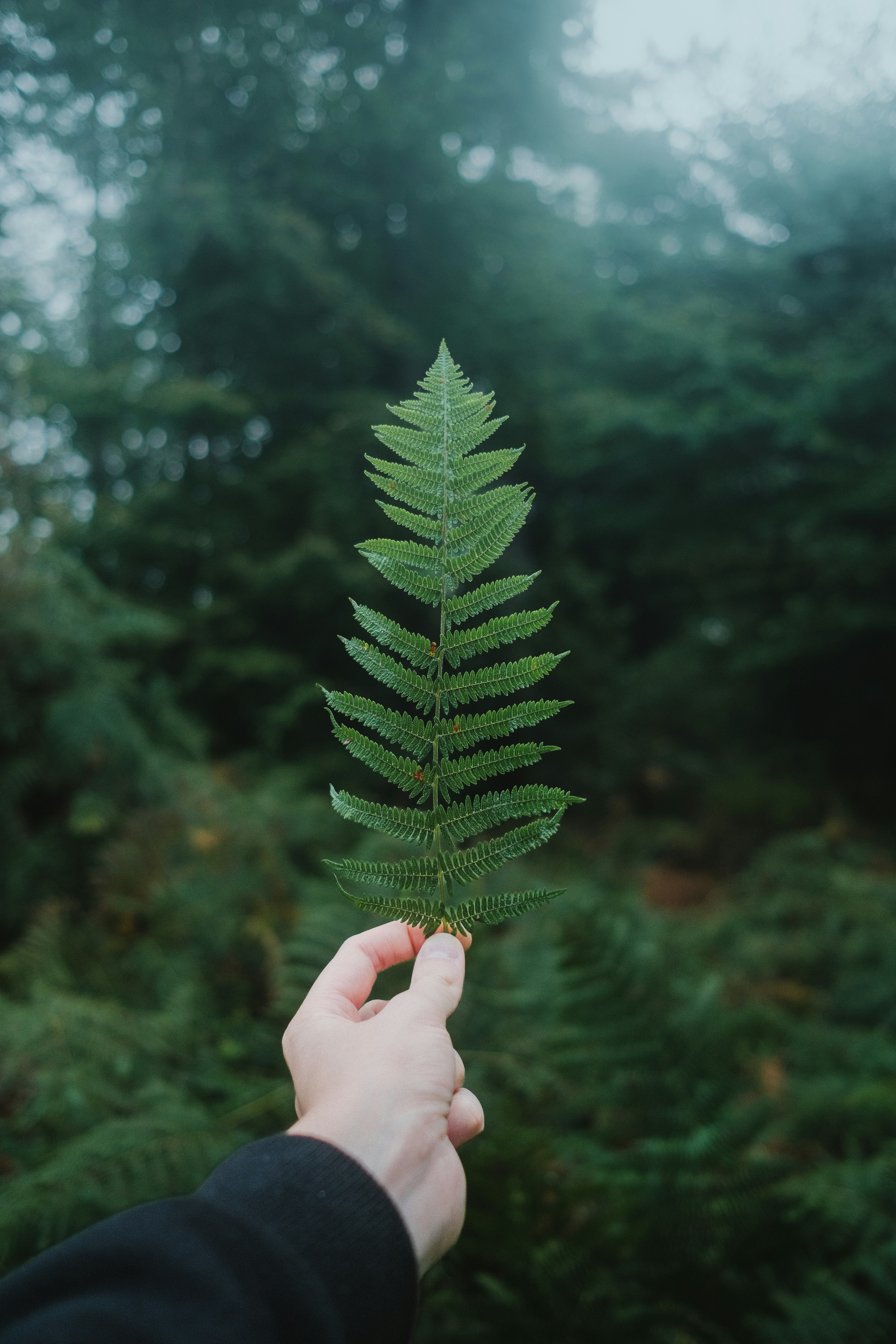Verdant Frond in Hand: A Fern Fragment Reaches for the Canopy