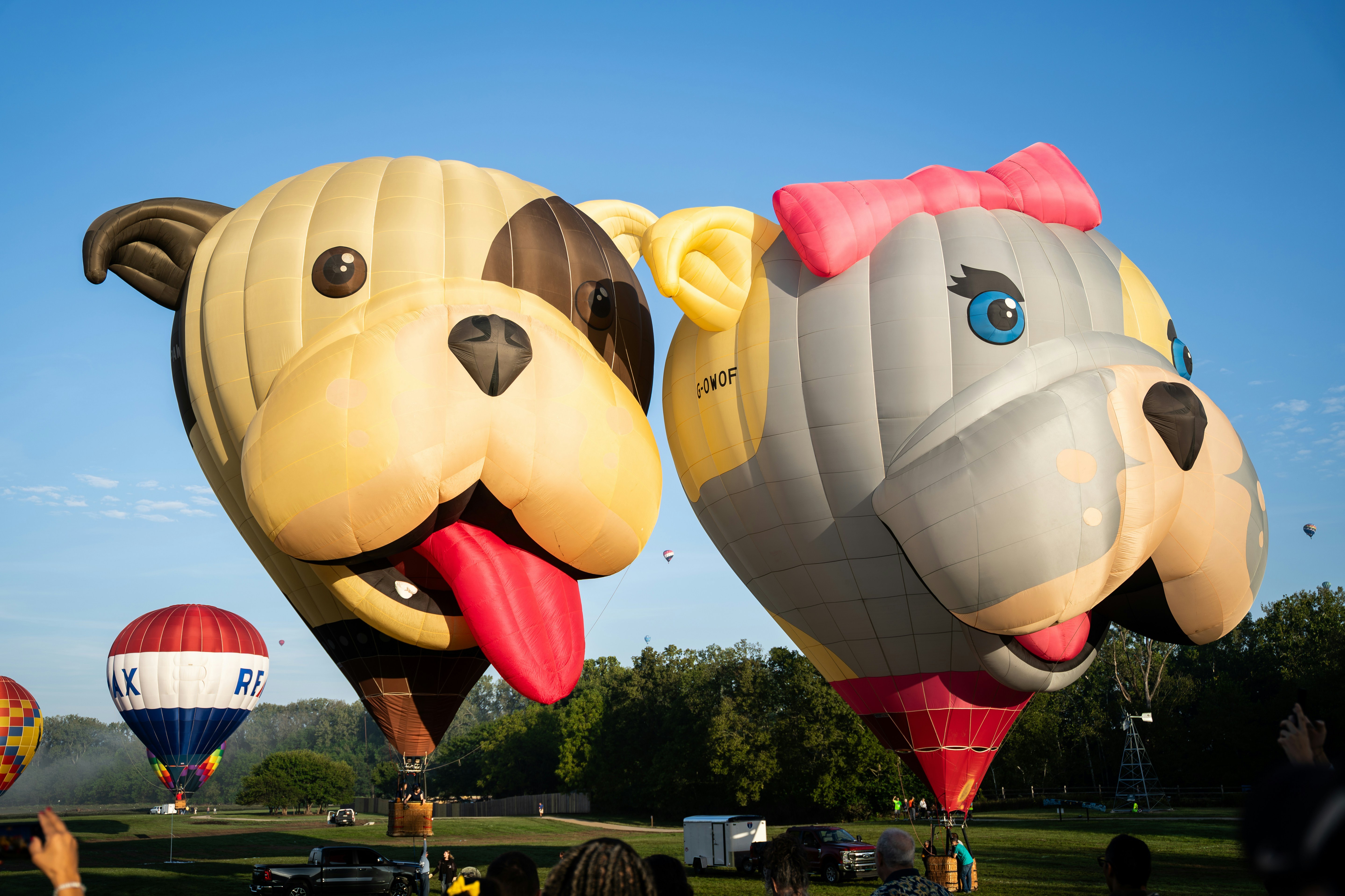 Gigantic Balloon Dogs Summercourt
