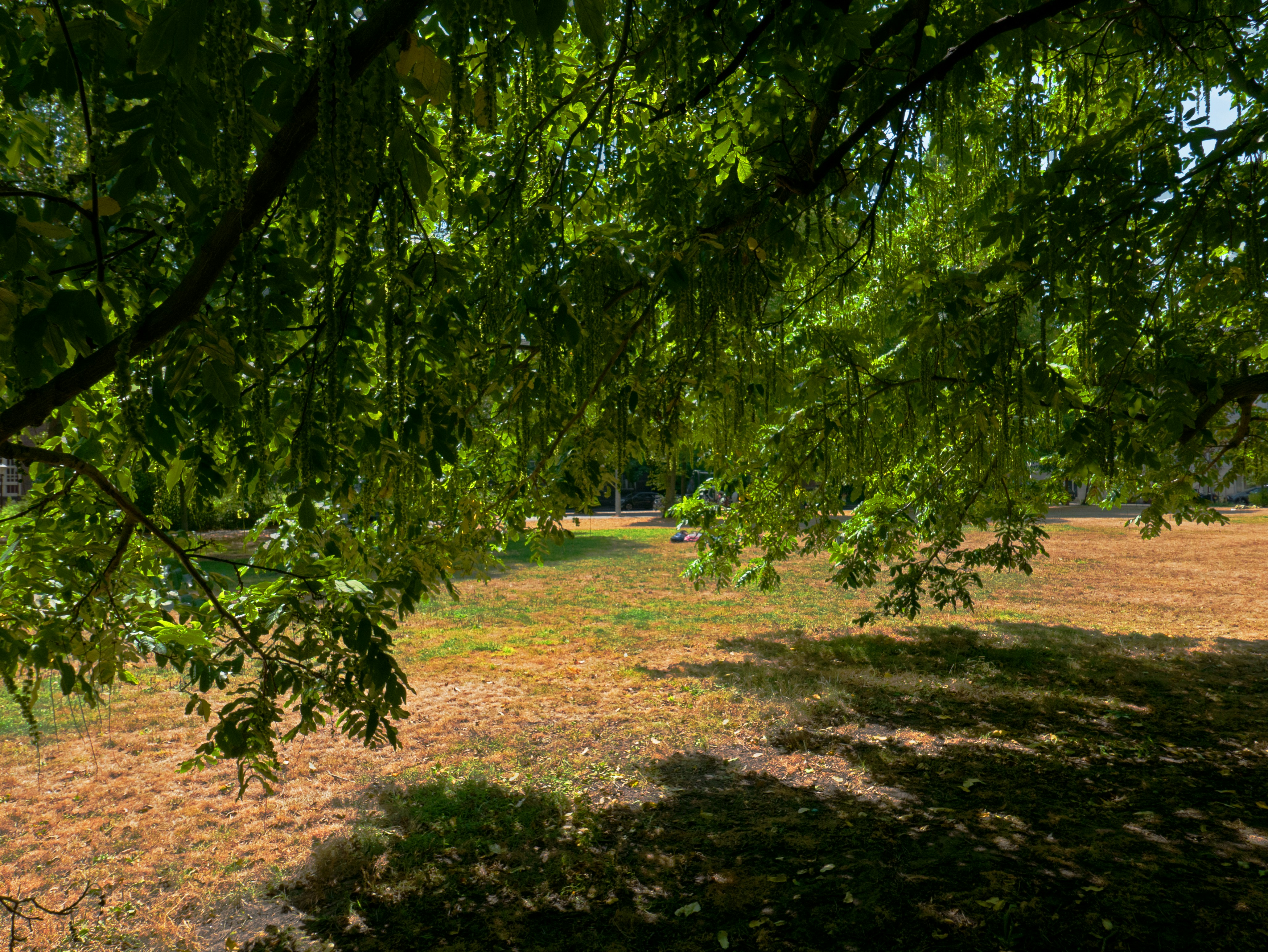 Overhanging Foliage Framing a Sunlit Park Clearing