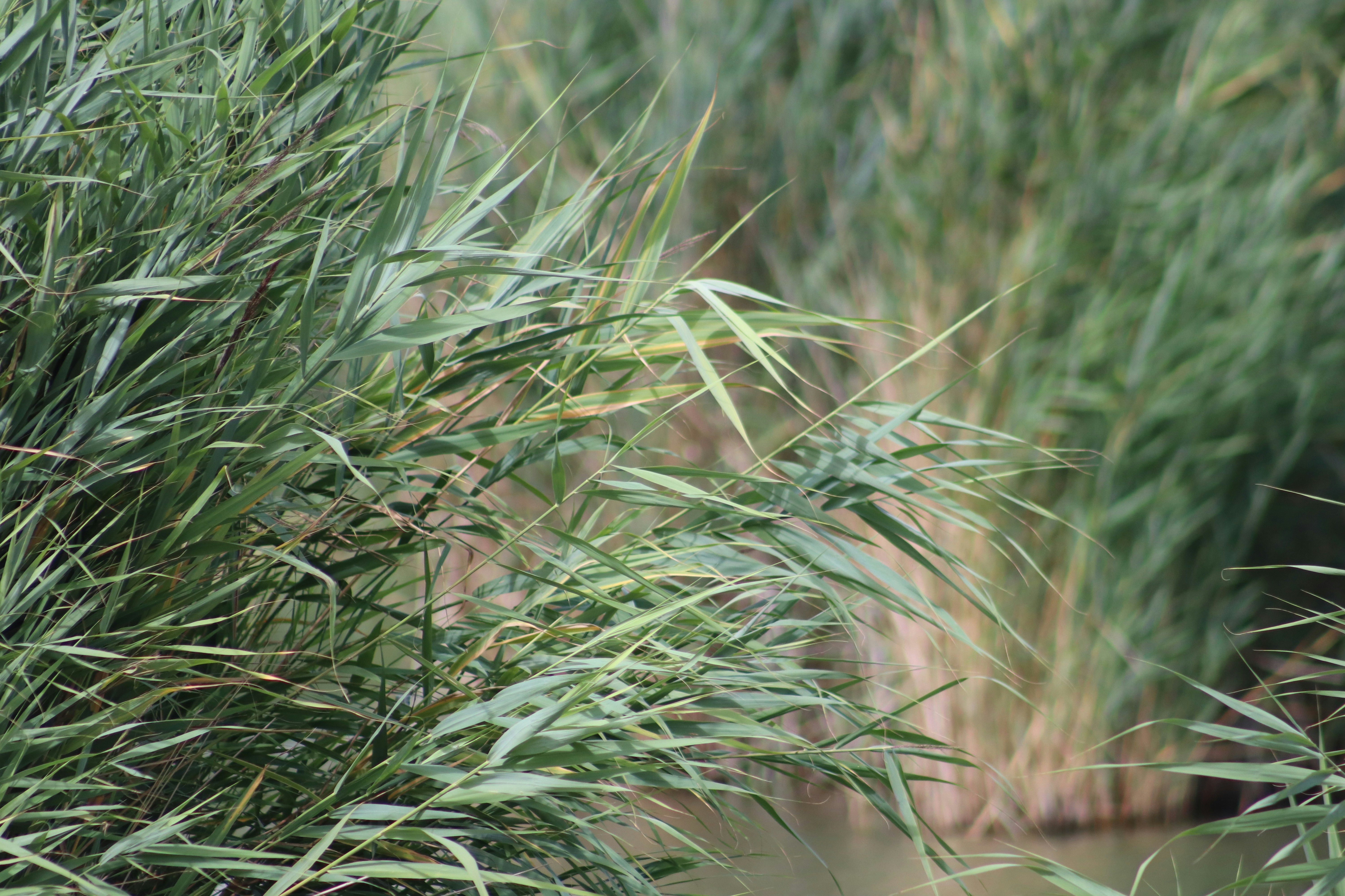 Reeds at the Water’s Edge: A Quiet Riverside Vista