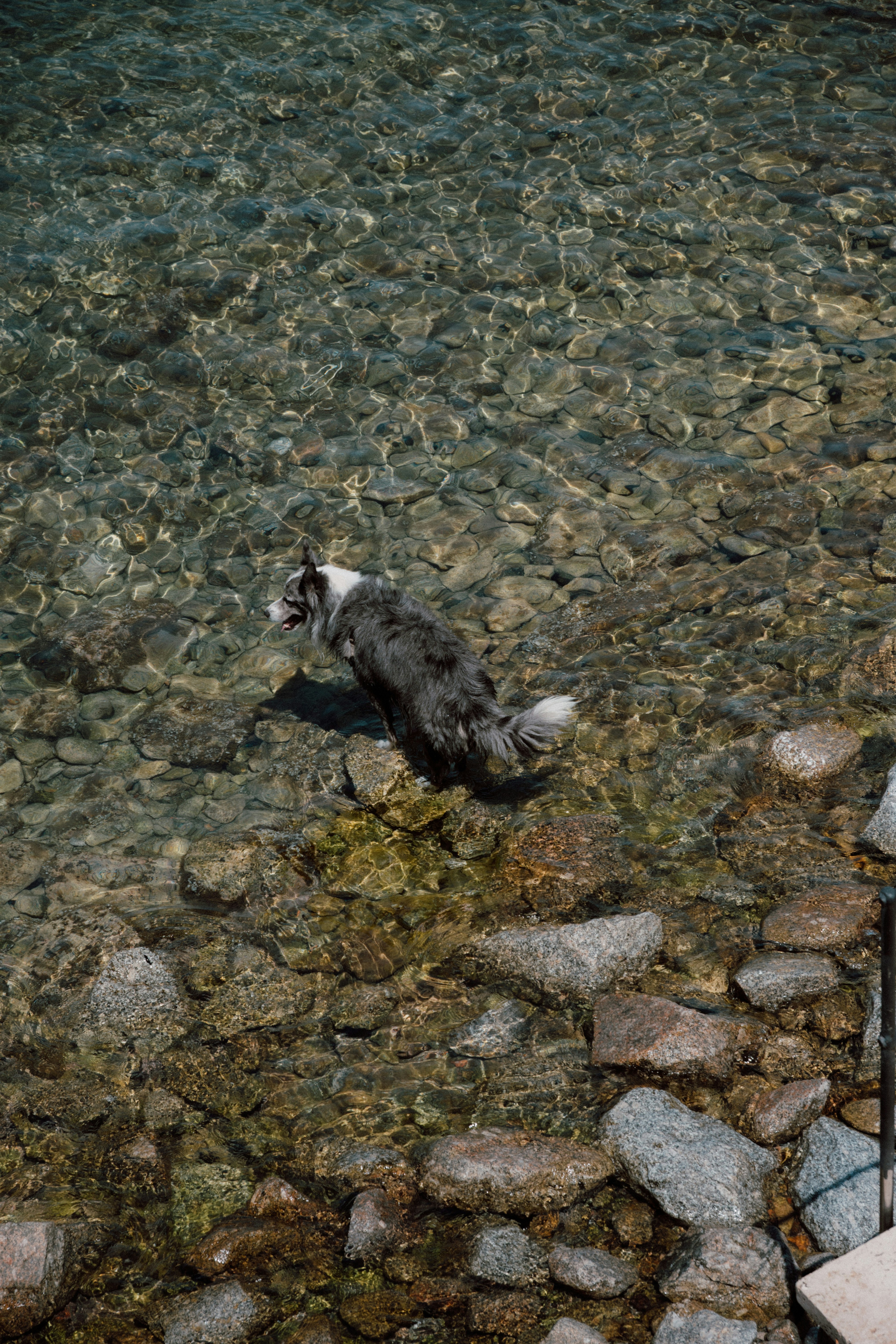 Curious Canine Traverses Crystal Waters and Stones