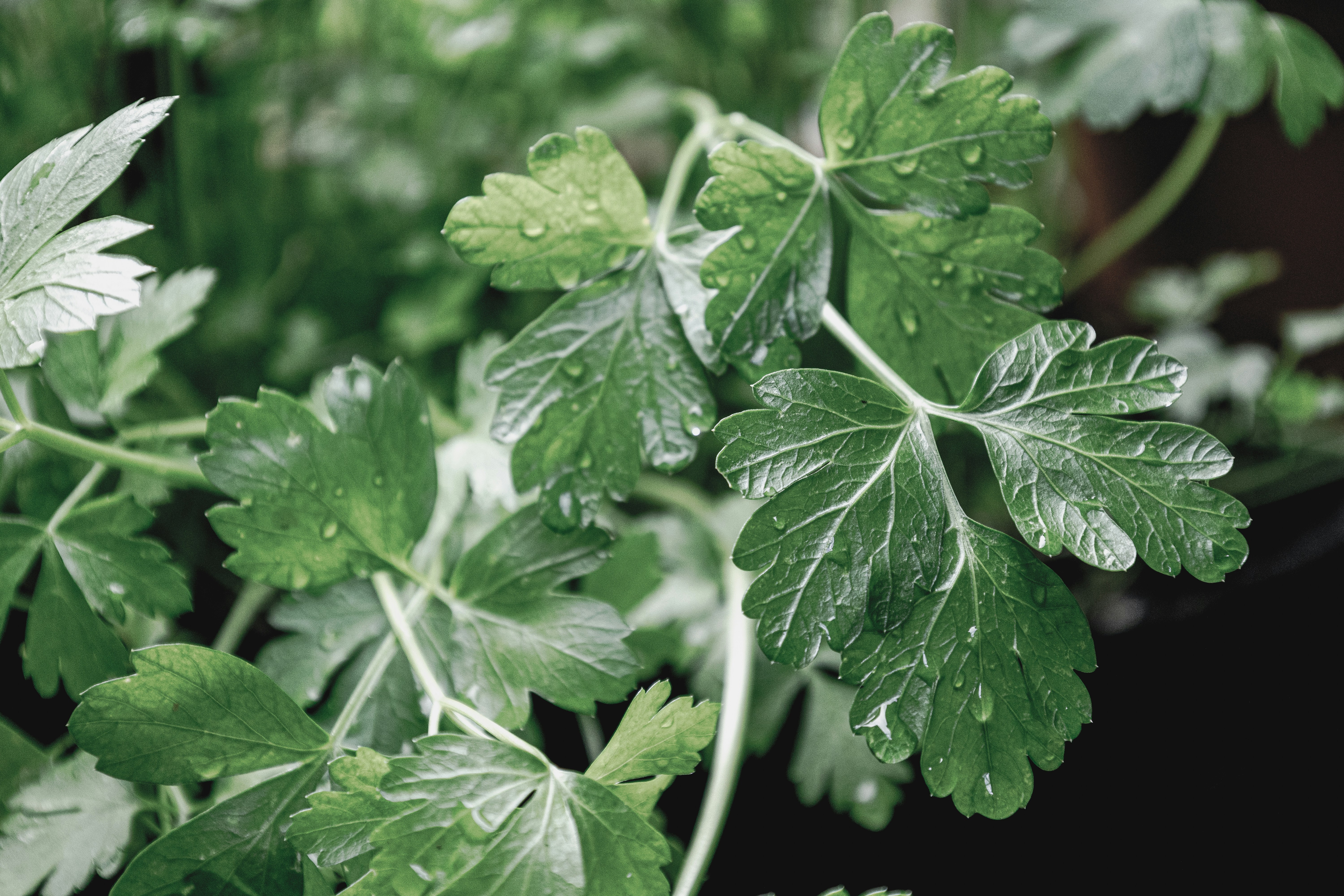 Close-up of green geranium leaves with water droplets, showcasing detailed venation and lush texture.