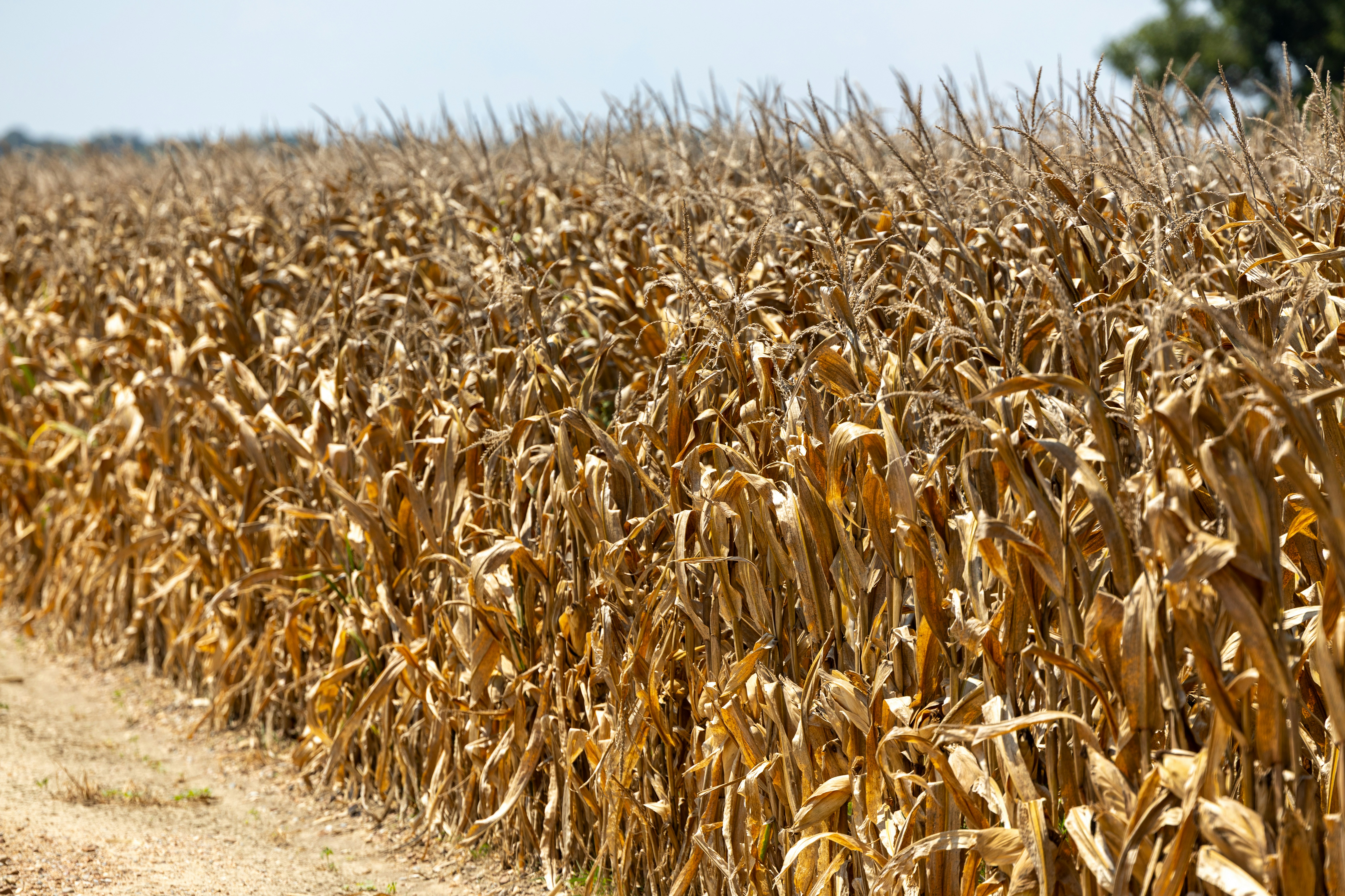 Golden Rows: A Harvest Sea of Corn Leaning Toward Autumn Light