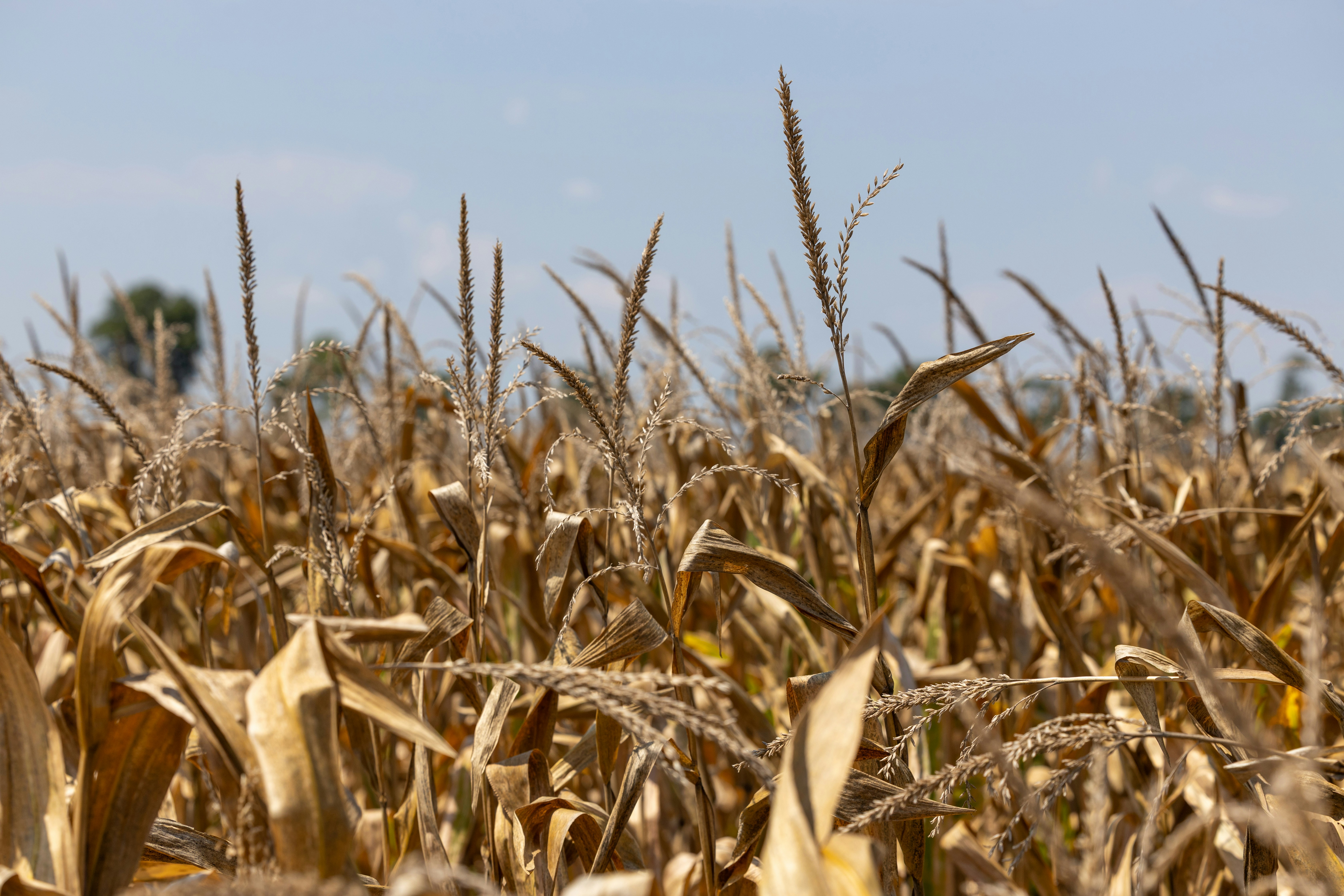 Golden Husk Field Under Midday Sky