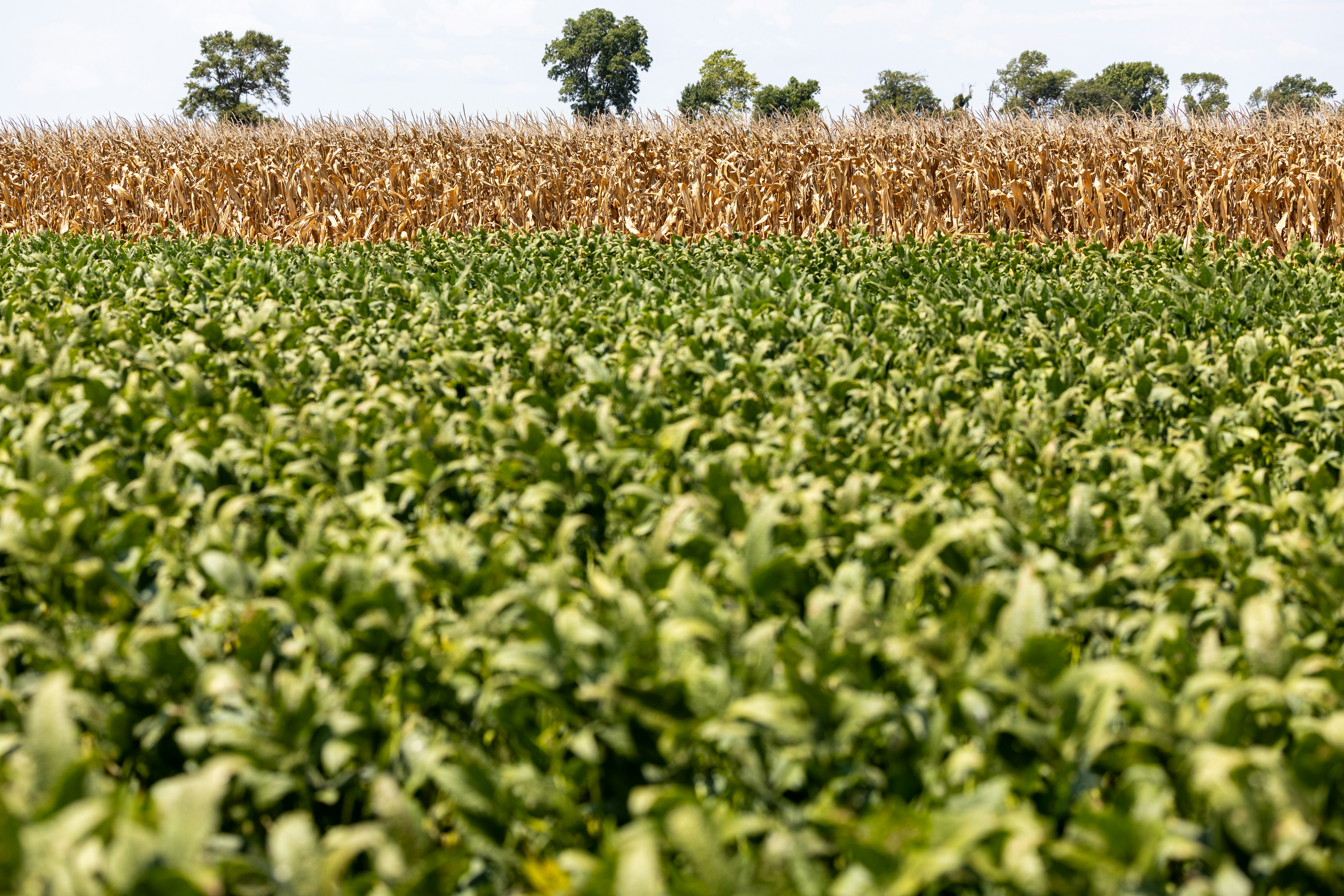 Field Transition: Corn Stalks Fade into Green in Midday Light