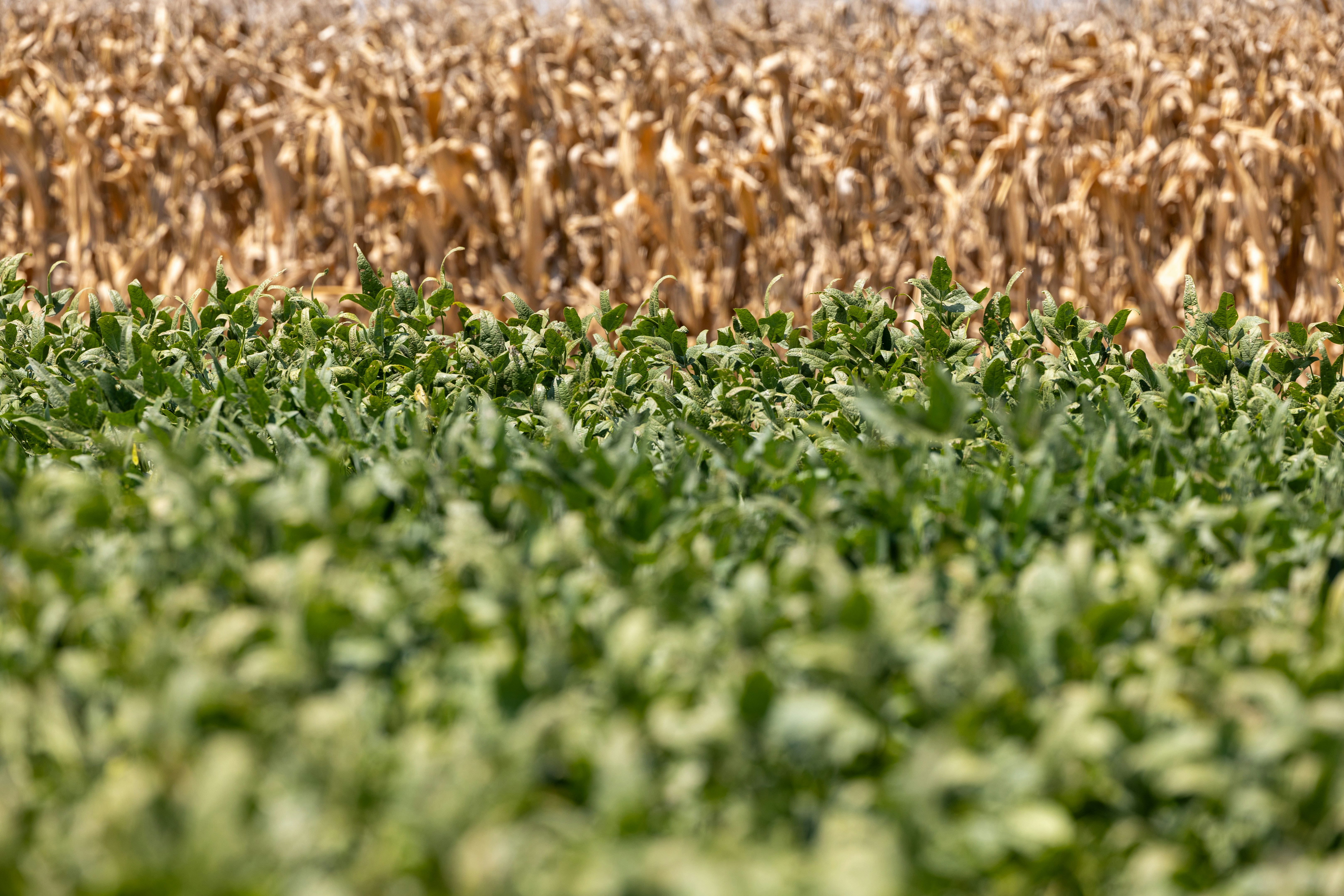 Green to Gold: A Quiet Boundary Between Crops