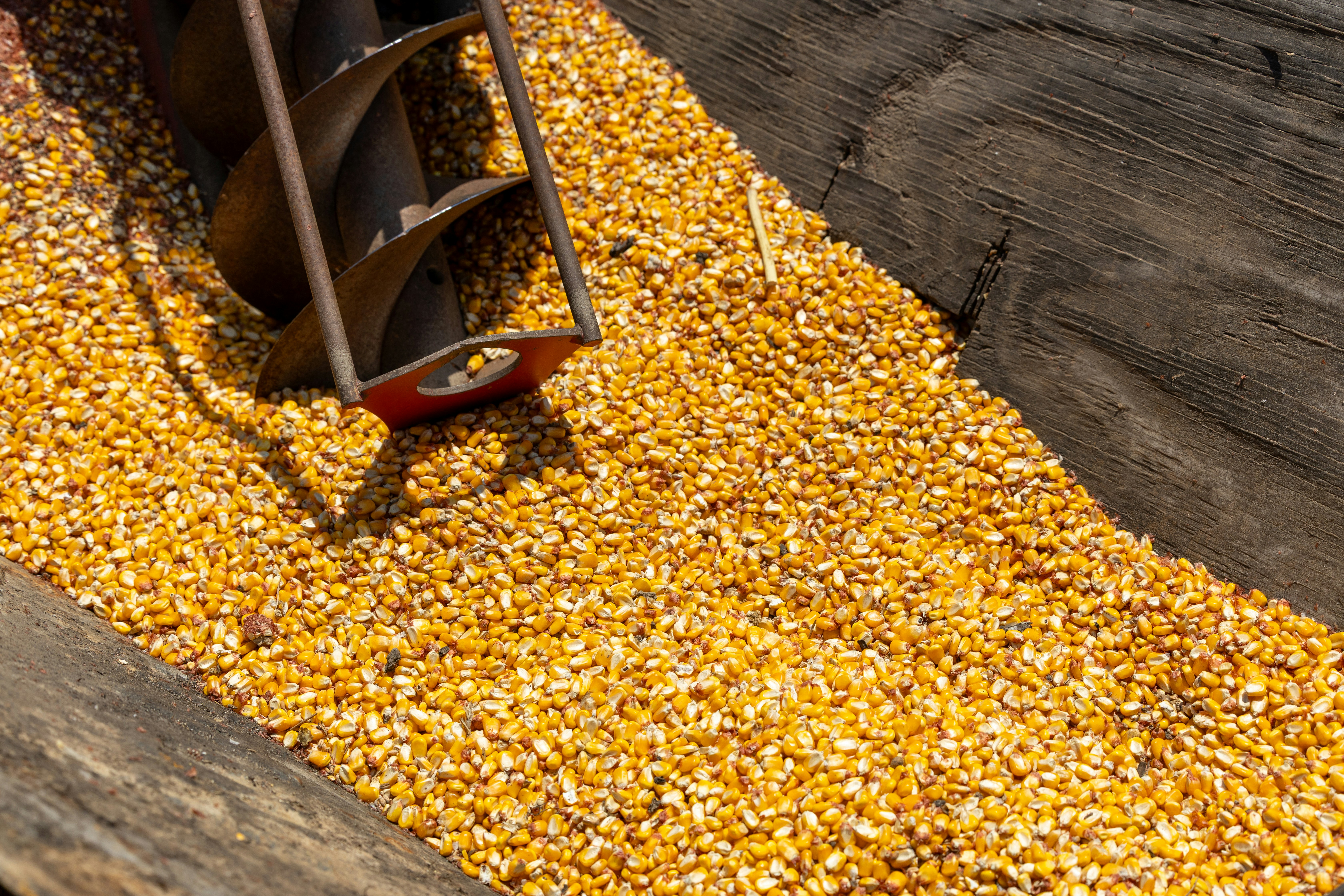 Golden Cascade: Corn Kernels Pouring from the Shucker