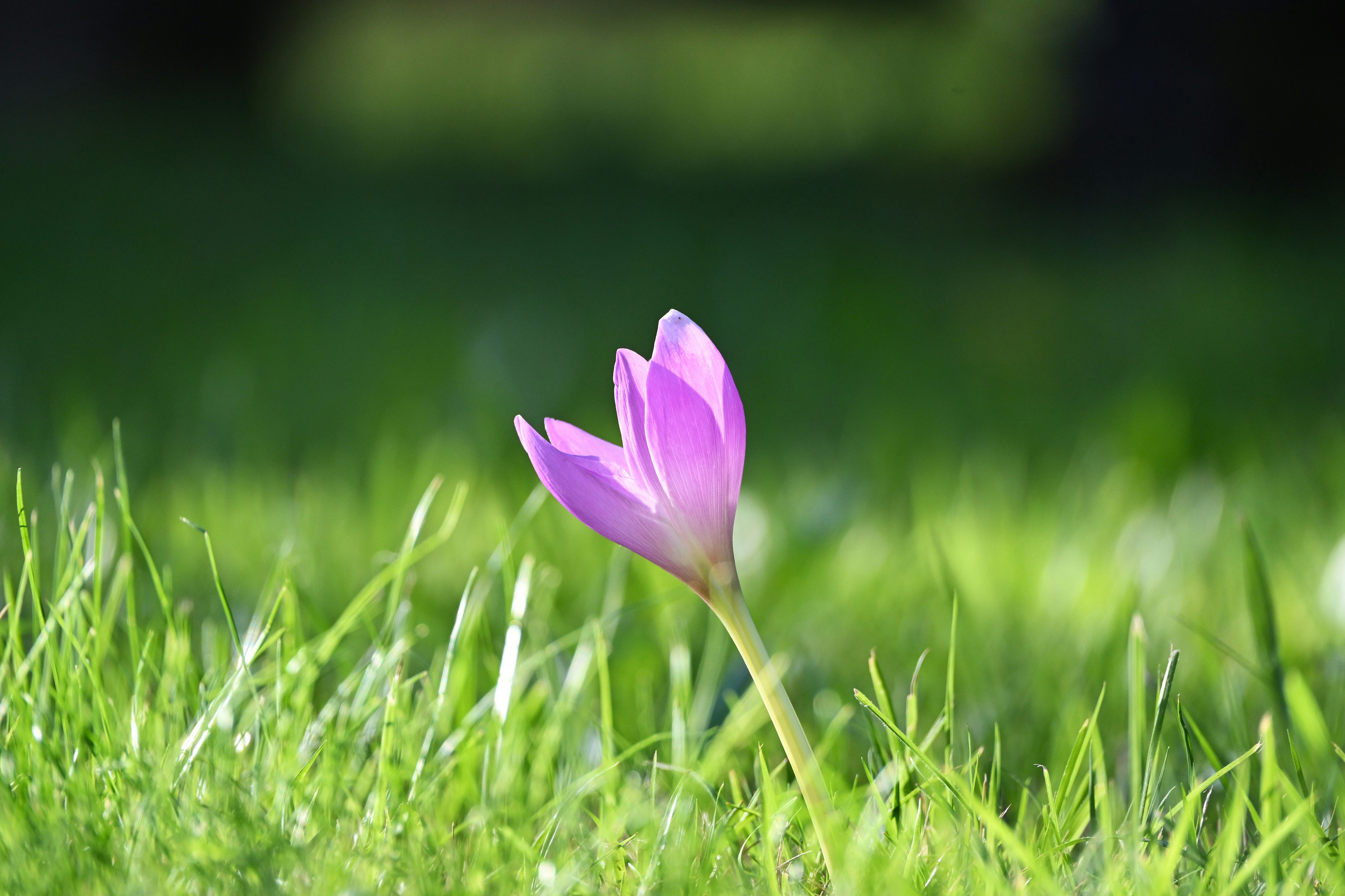 Single Pink Tulip Surging from Spring Grass