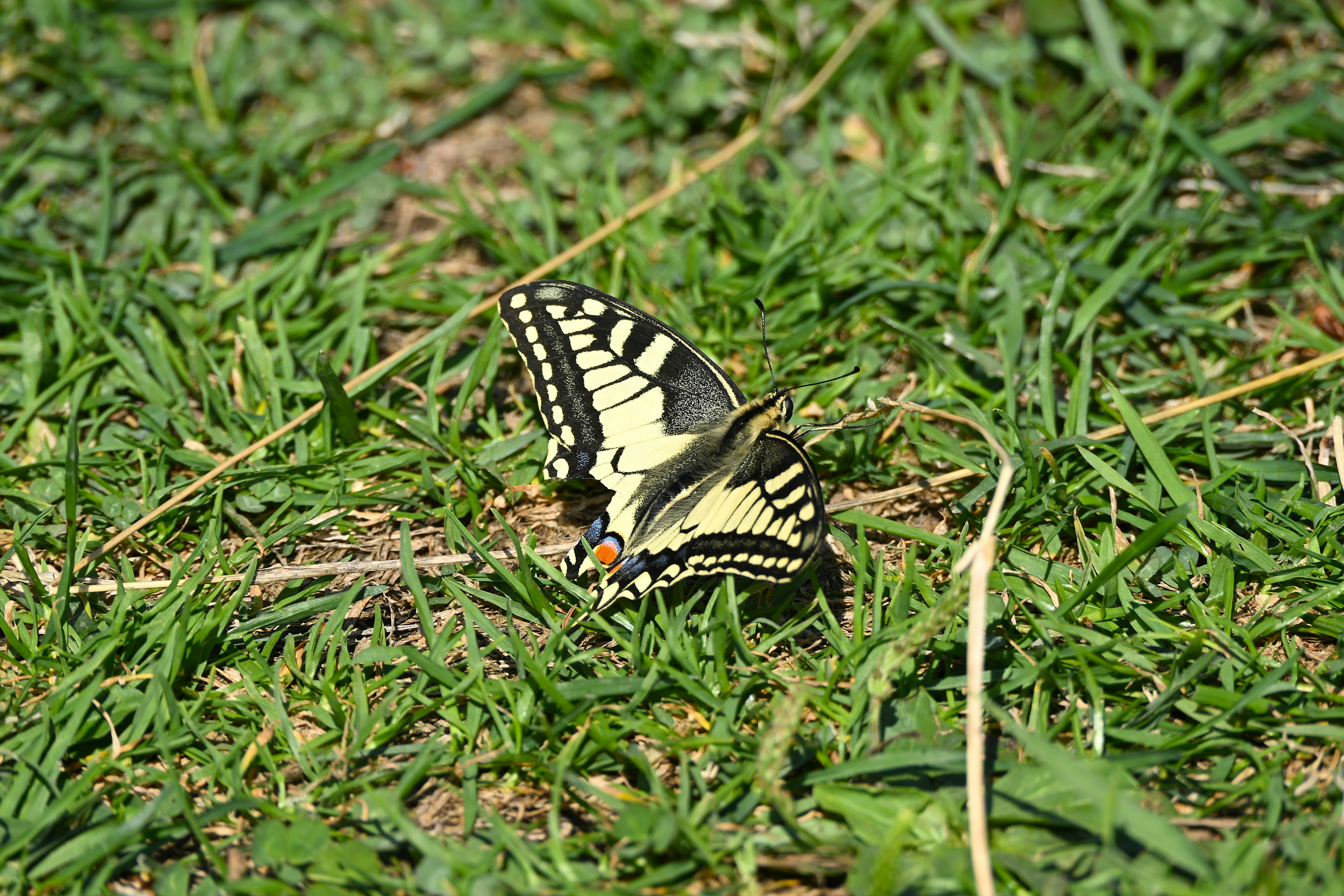 Insect Spotlight: Zebra-Patterned Butterfly Resting on Sunlit Grass