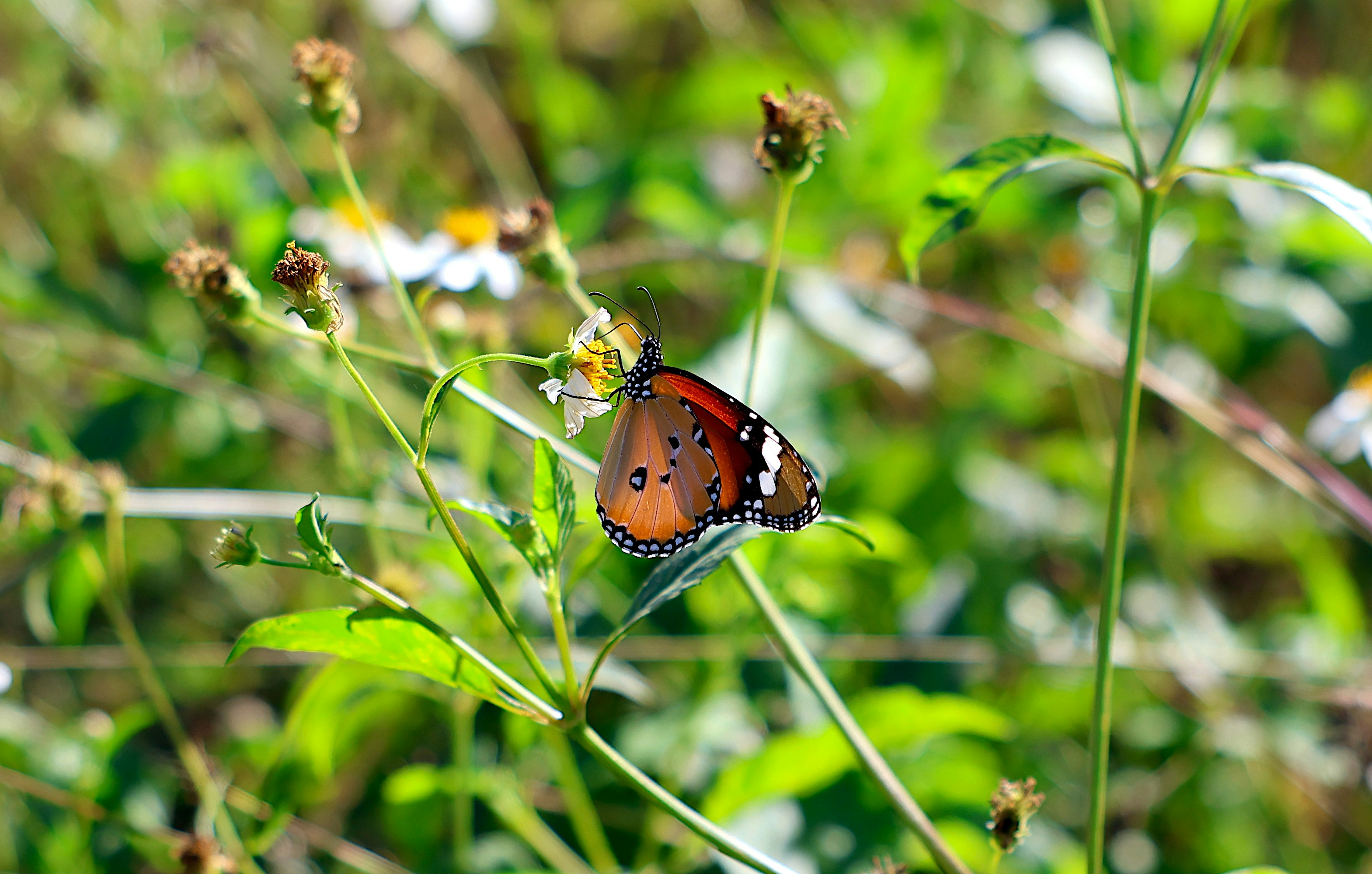 Copper-Orange Swallowtail on a Lacy Greenstalk