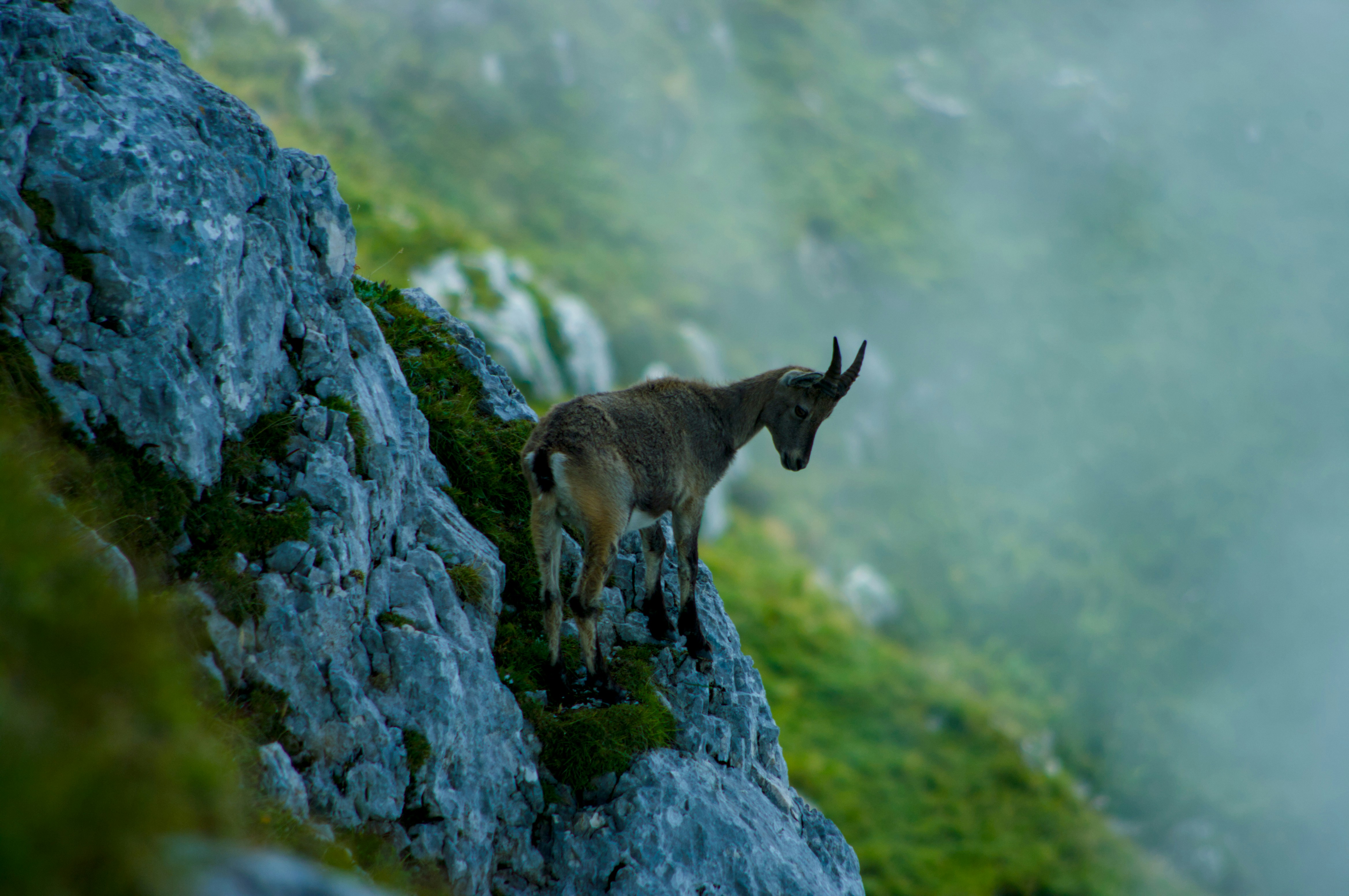 Apex on the Edge: Mountain Goat Pause on the Alpine Ridge