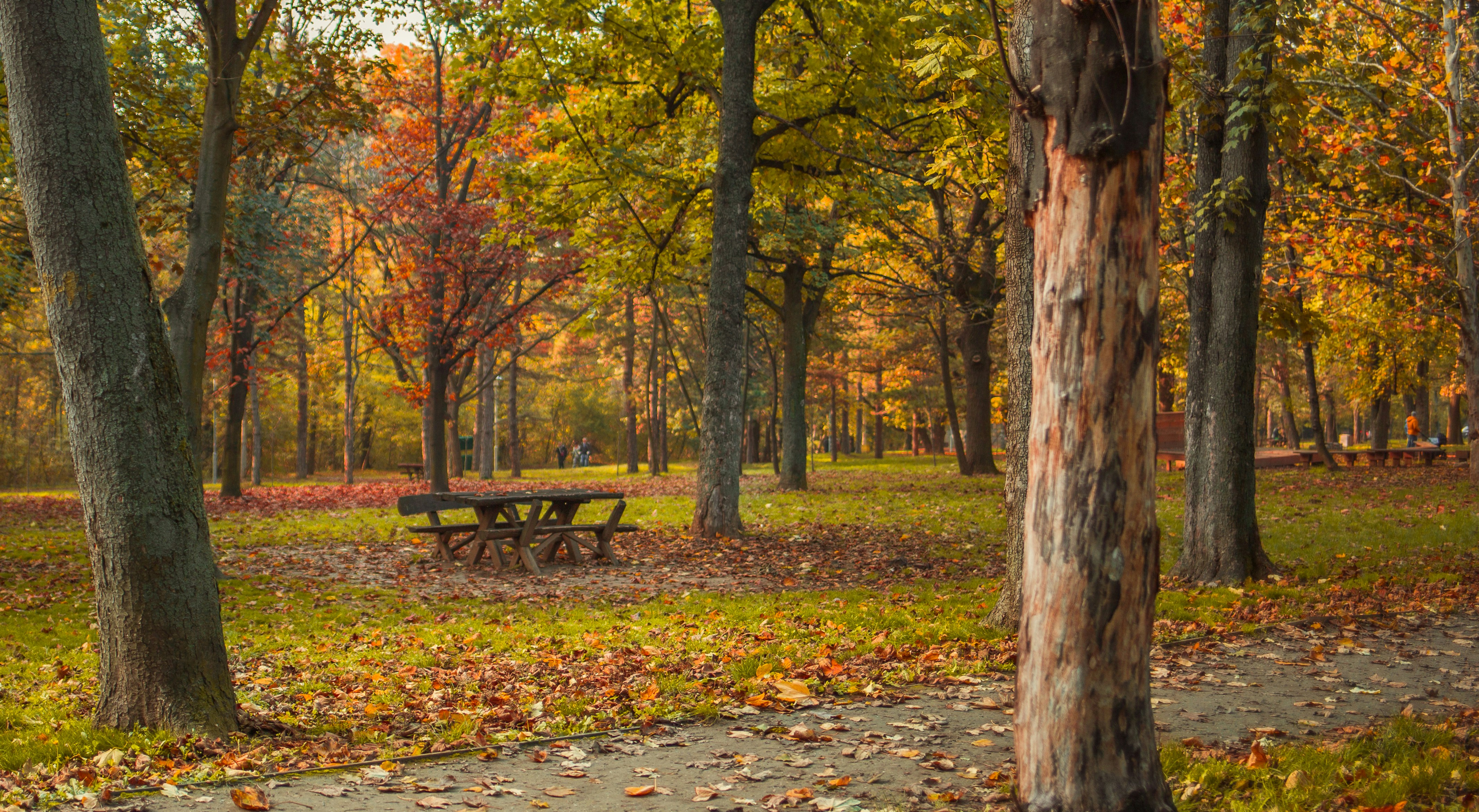Autumn park scene with a leaf-strewn path, scattered benches, and colorful foliage framed by tree trunks.
