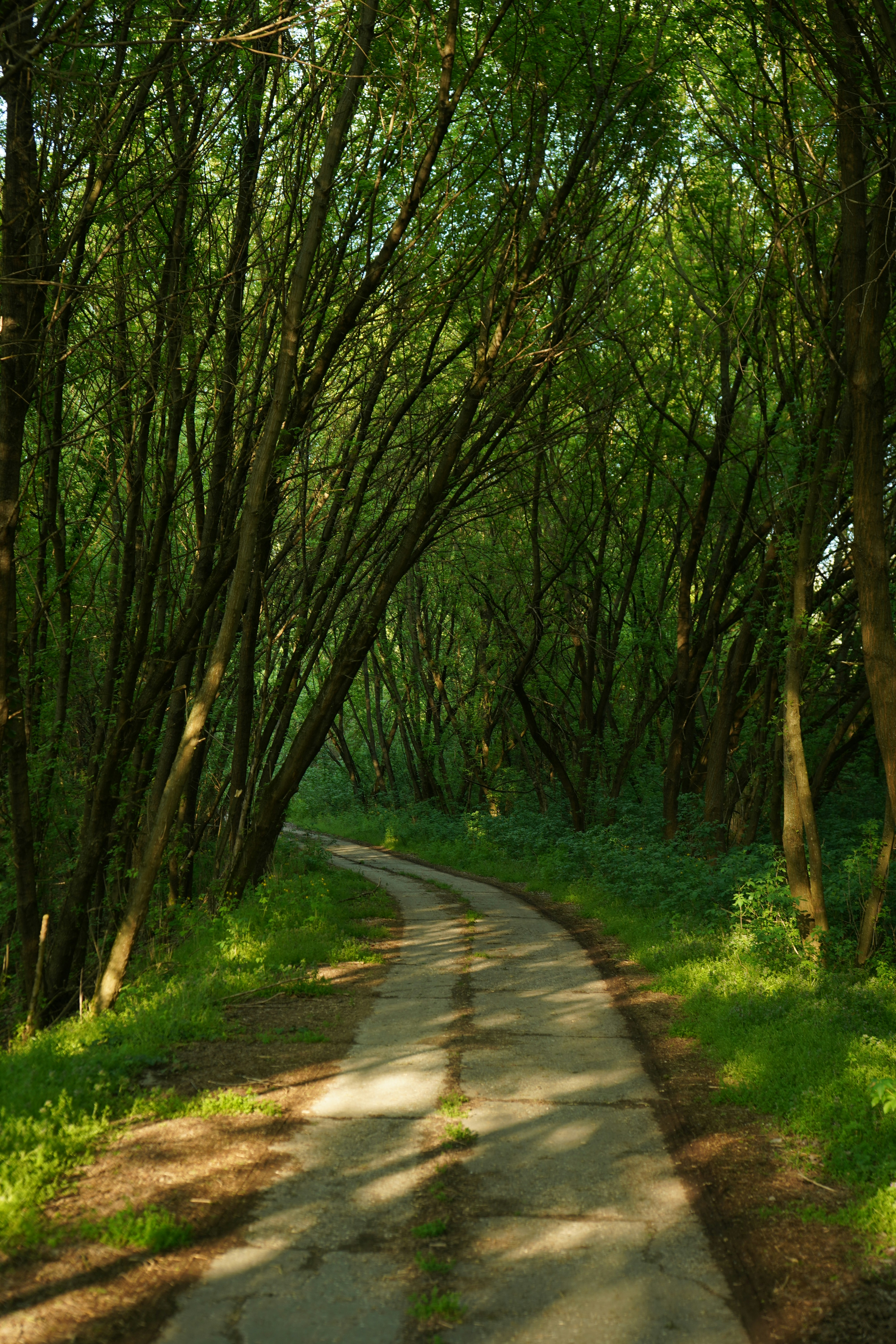 Whispering Path Through a Green Cathedral