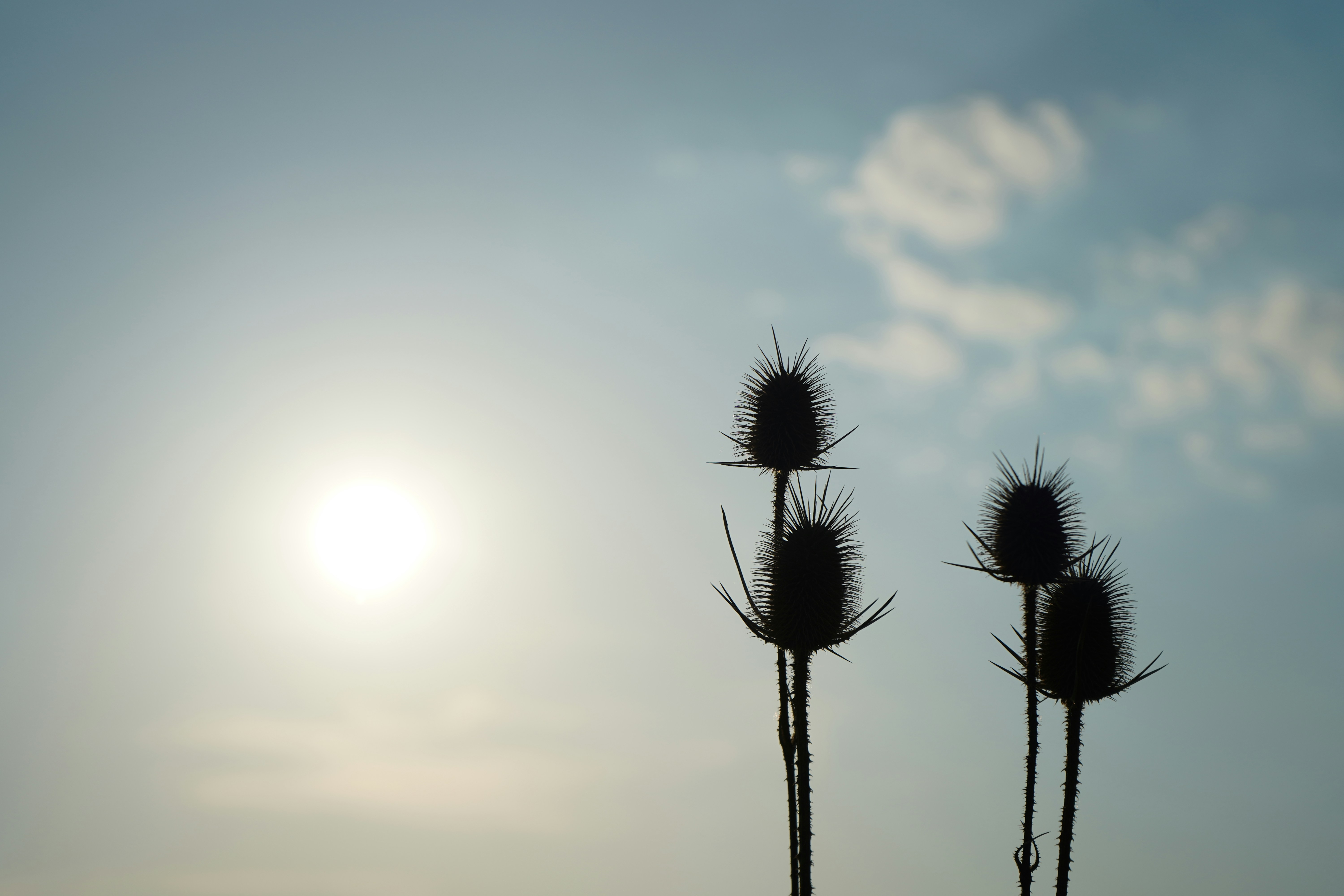 Sunlit Silence: Silhouettes of Thistles Against a Soft Sky