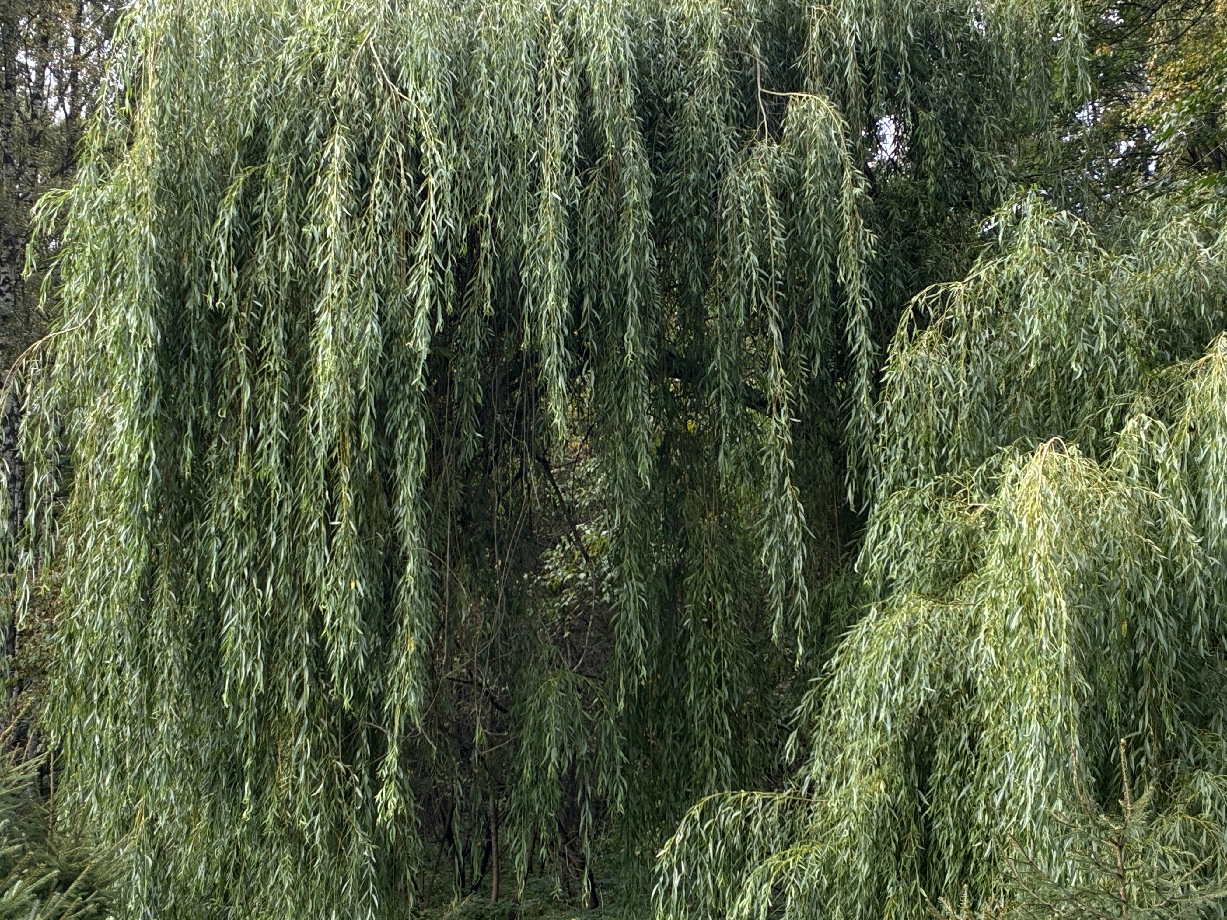 Lush weeping willow-like branches drape over a dense green thicket, creating a curtain of foliage with soft natural light.
