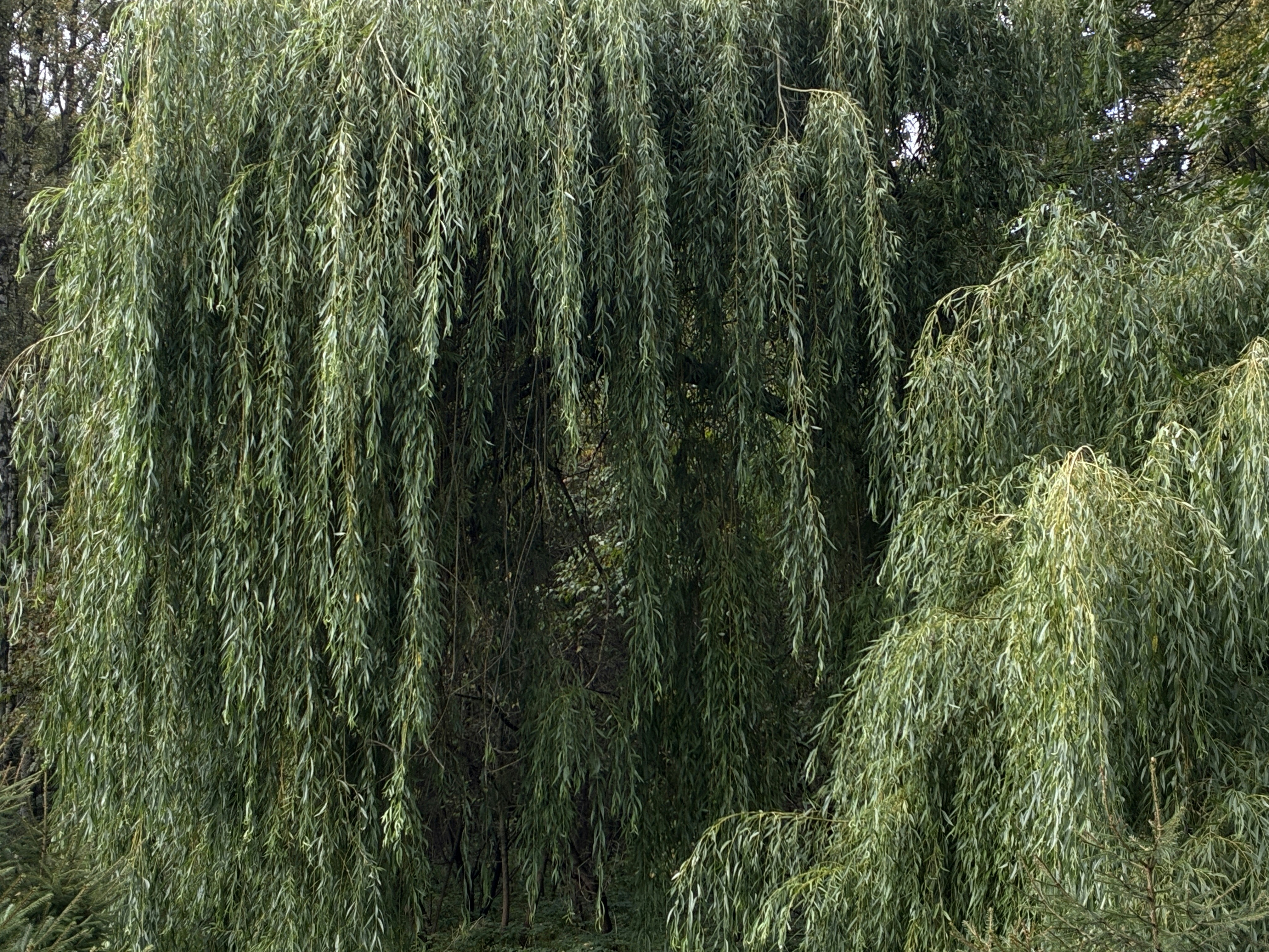 Weeping Green Canopy: A Quiet Cascade of Willow-Like Foliage