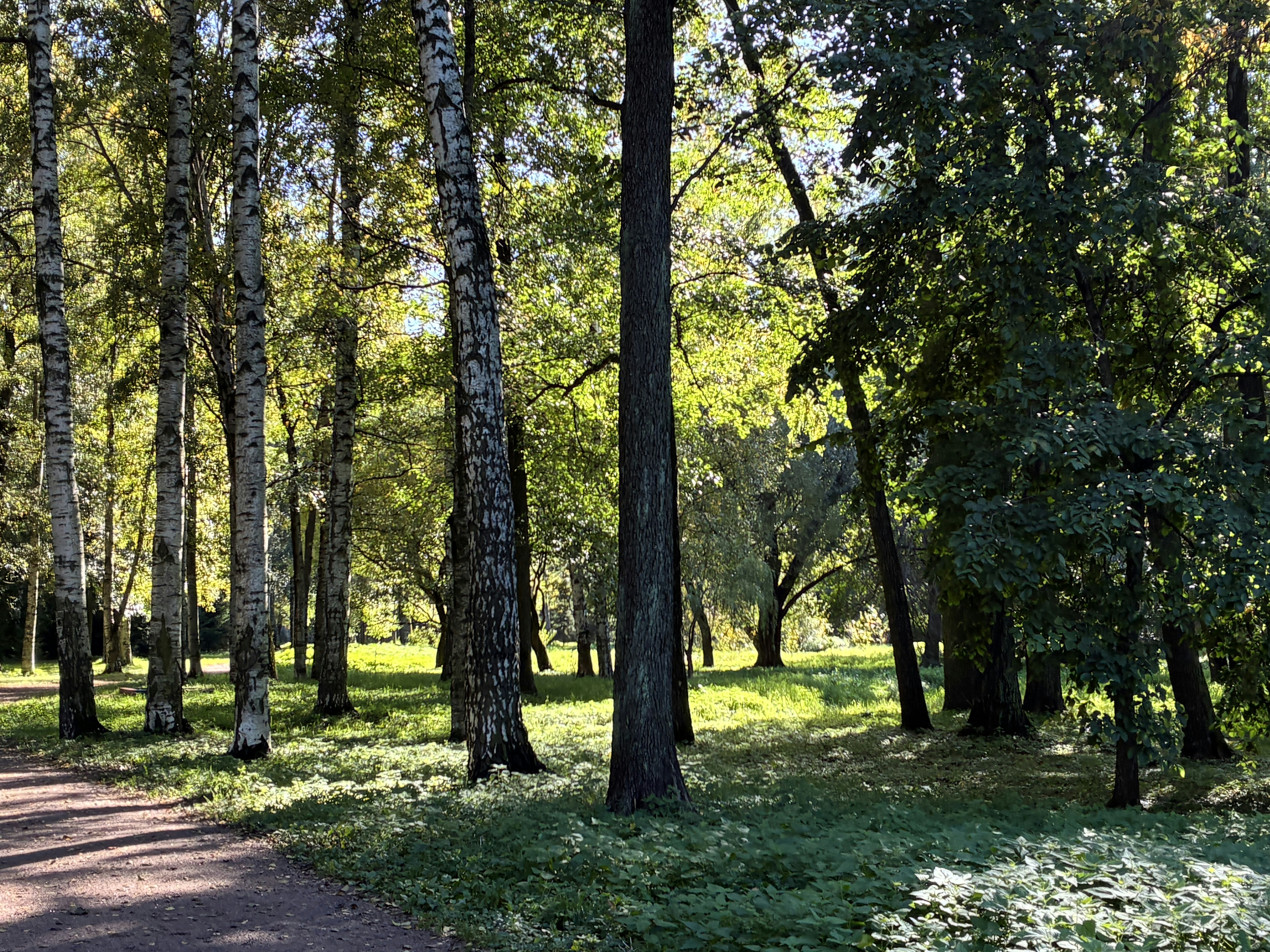 Sun-dappled birch trees line a tranquil park path with a carpet of green undergrowth. The scene emphasizes depth and natural light.