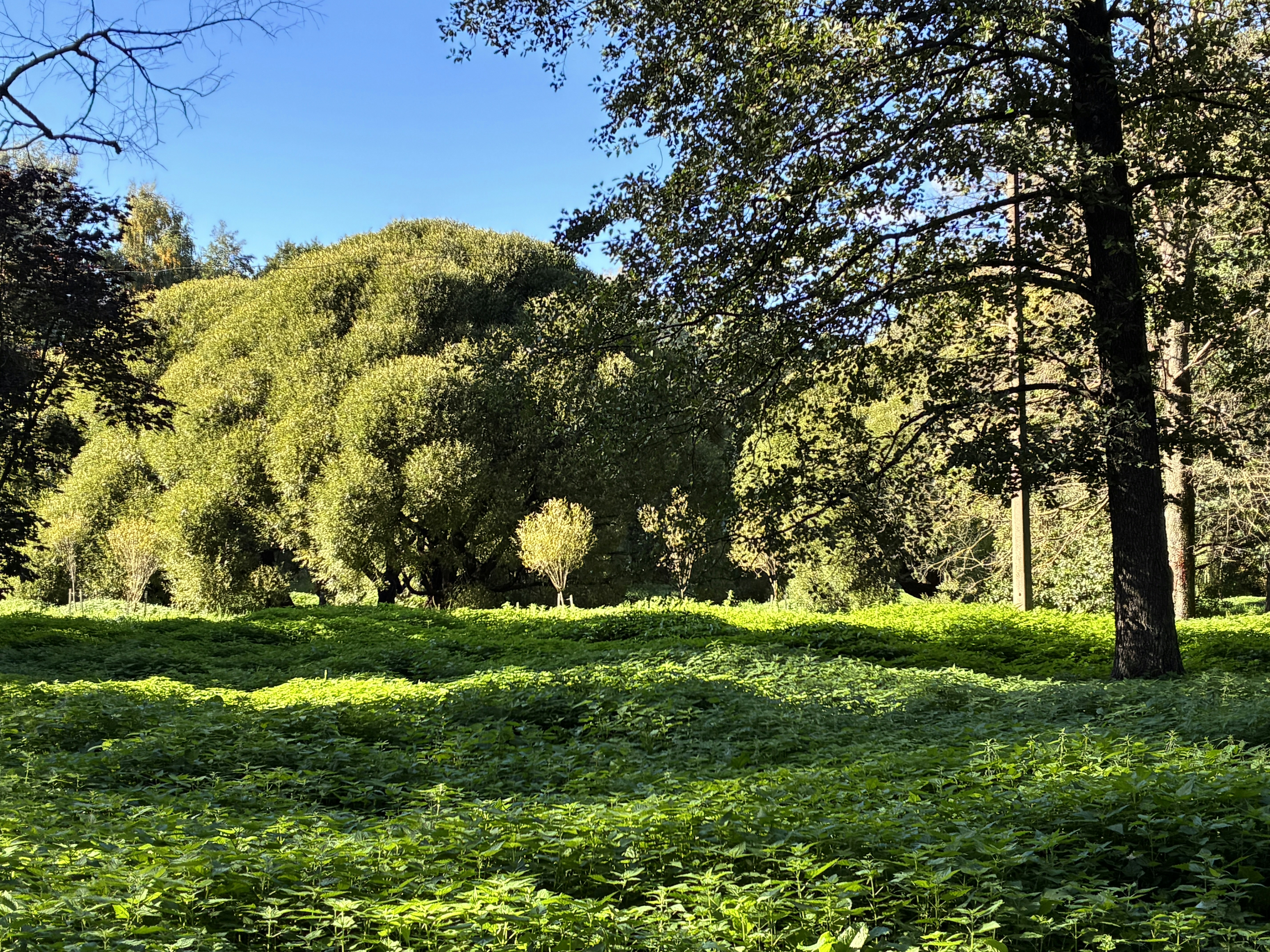 Sunlit Green Canopy: a quiet park scene bursting with spring
