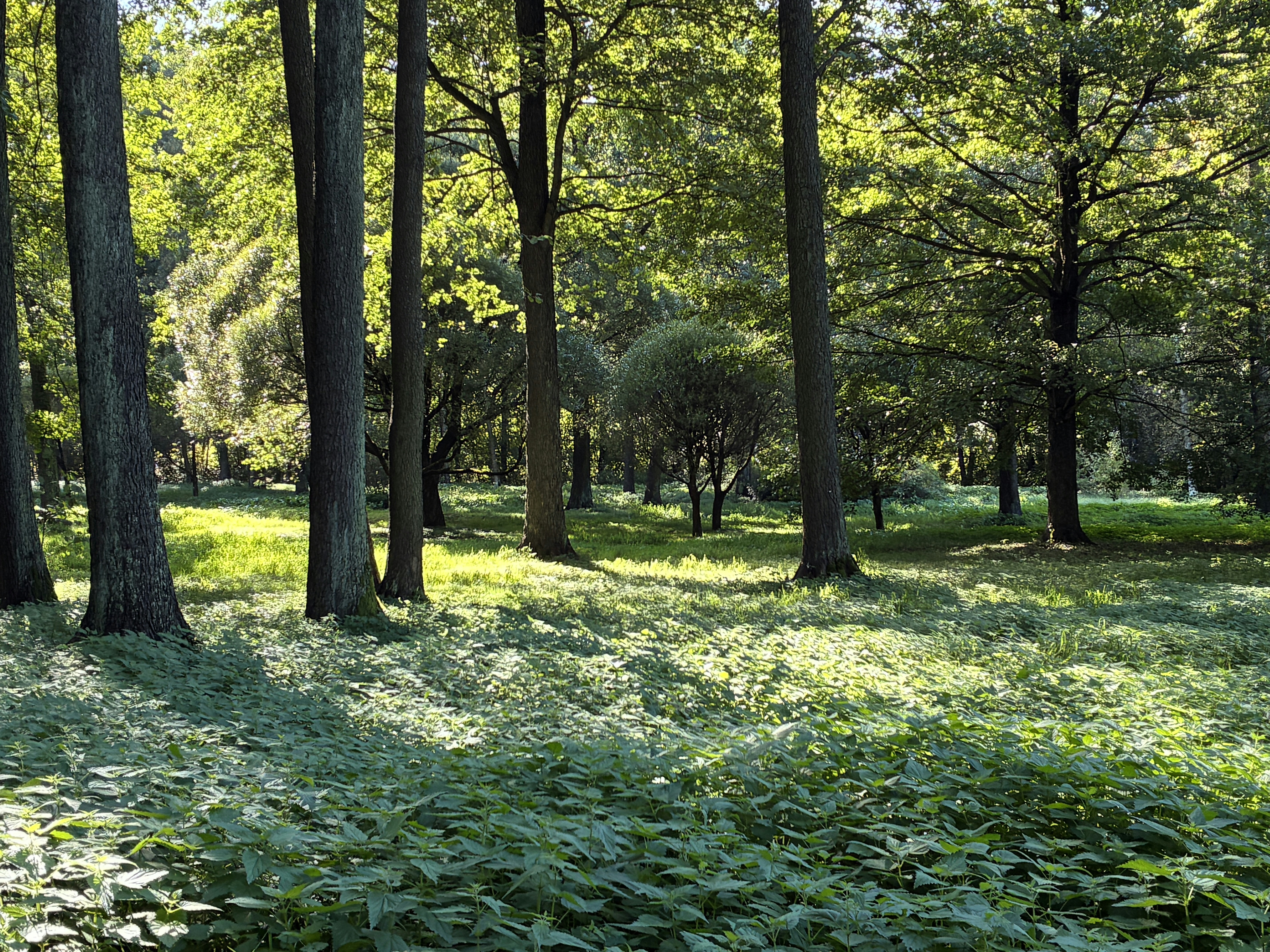 Sunlit Clearing Beneath Tall Pines
